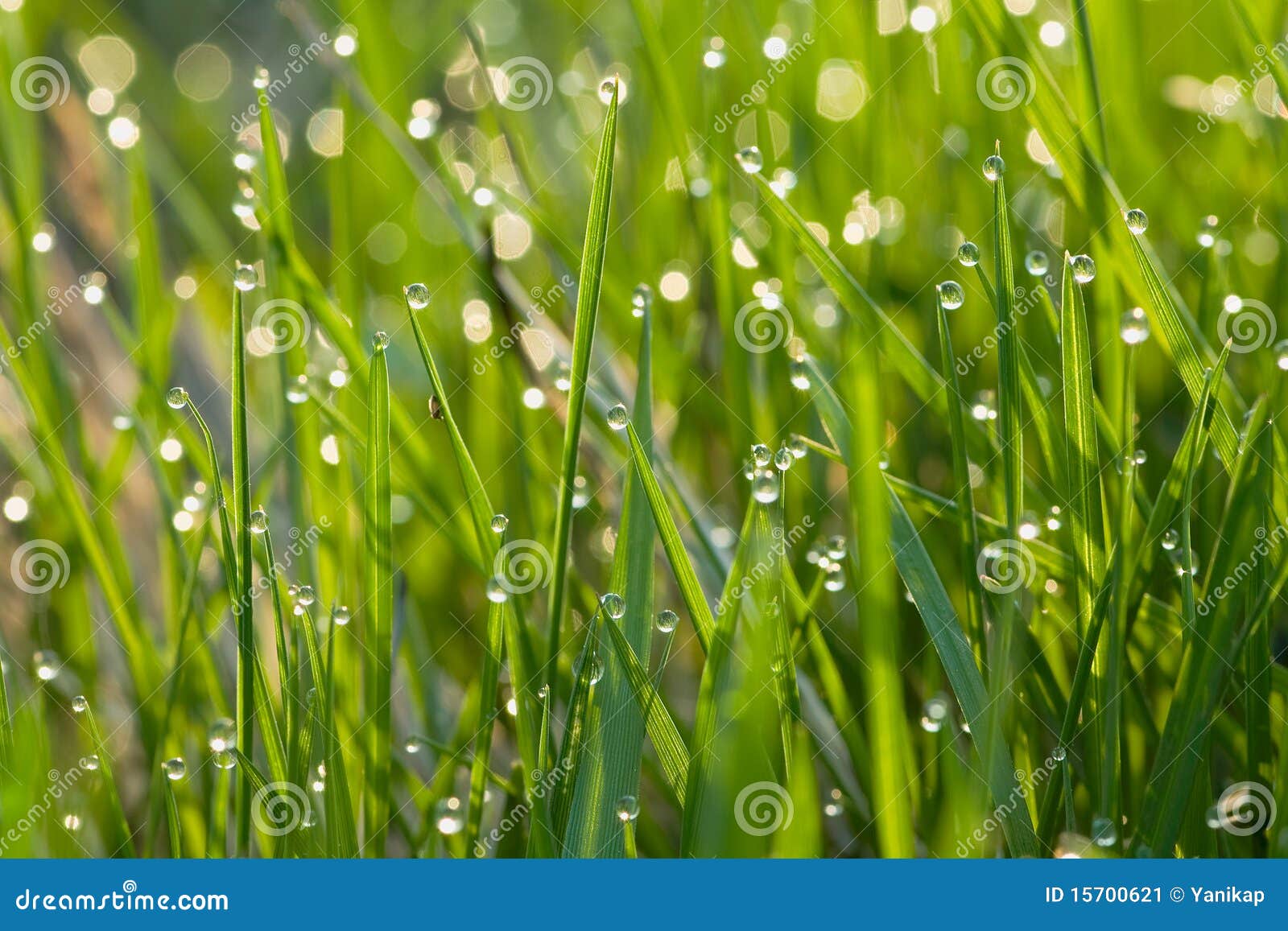 Grass in dew stock image. Image of farm, early, base - 15700621