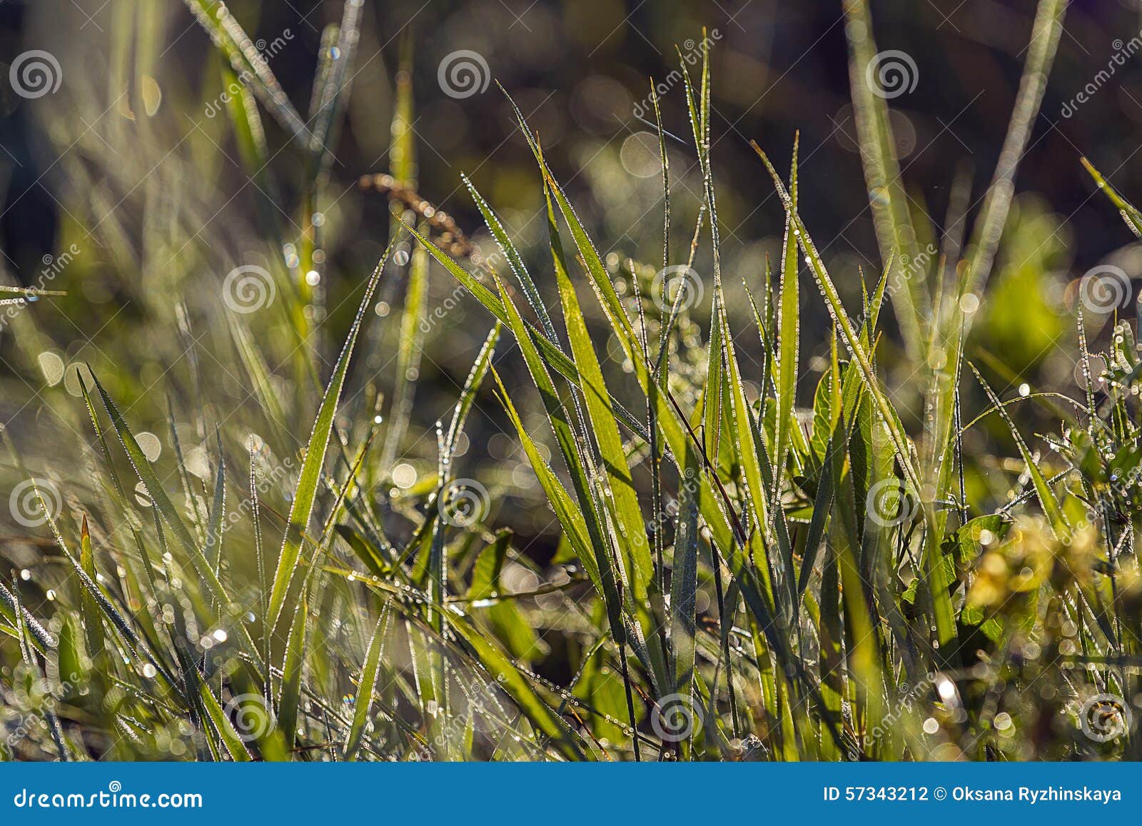 Grass with dew at dawn stock photo. Image of outdoor - 57343212