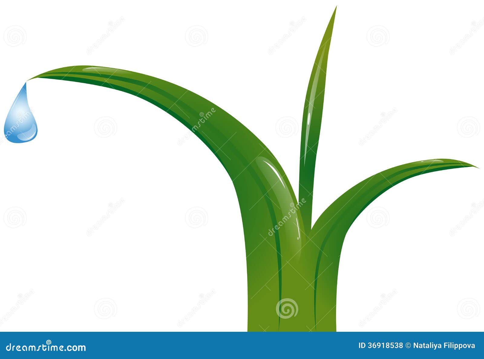 Green Grass With Dew Drops Cartoon Vector | CartoonDealer.com #31386105