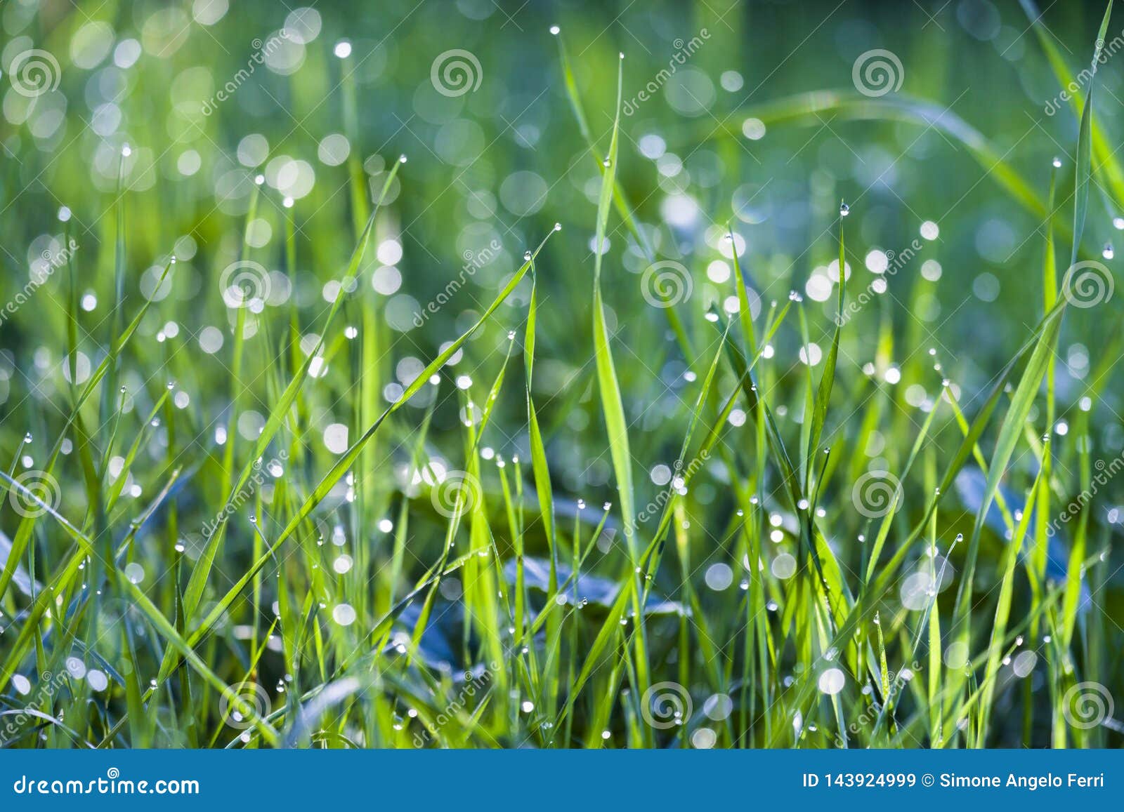 Grass, Dew, Green Color, Close-up, Drop Stock Image - Image of light ...