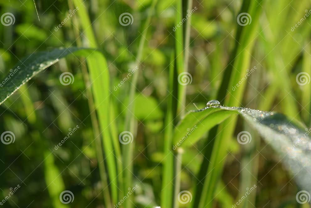 Grass & Dew stock photo. Image of gardens, forest - 82191002