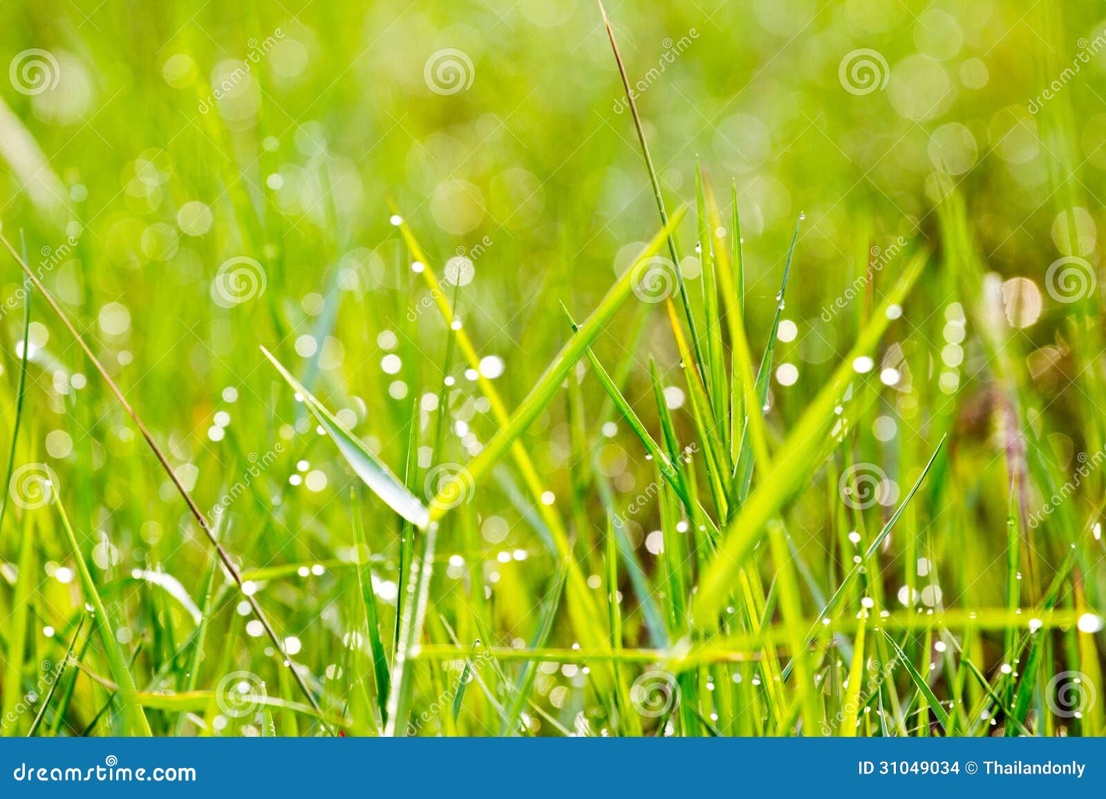 Grass with Dew in Morning Forest Stock Photo - Image of grass, herb ...