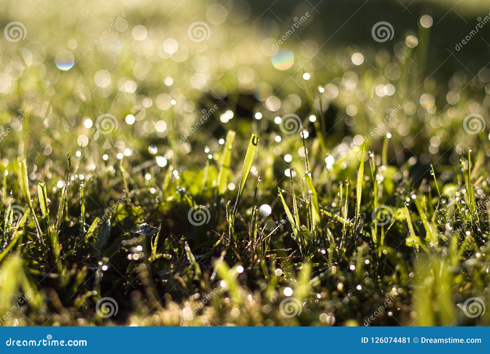 Grass with Dew in the Sunset.dng Stock Image - Image of season, flower ...