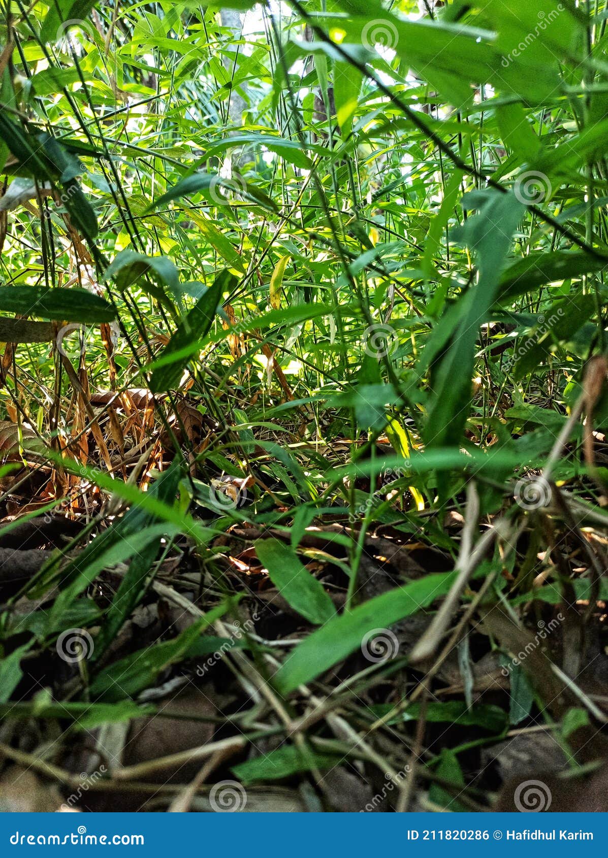 The Grass is Diverse and Very Dense Stock Photo - Image of produce ...