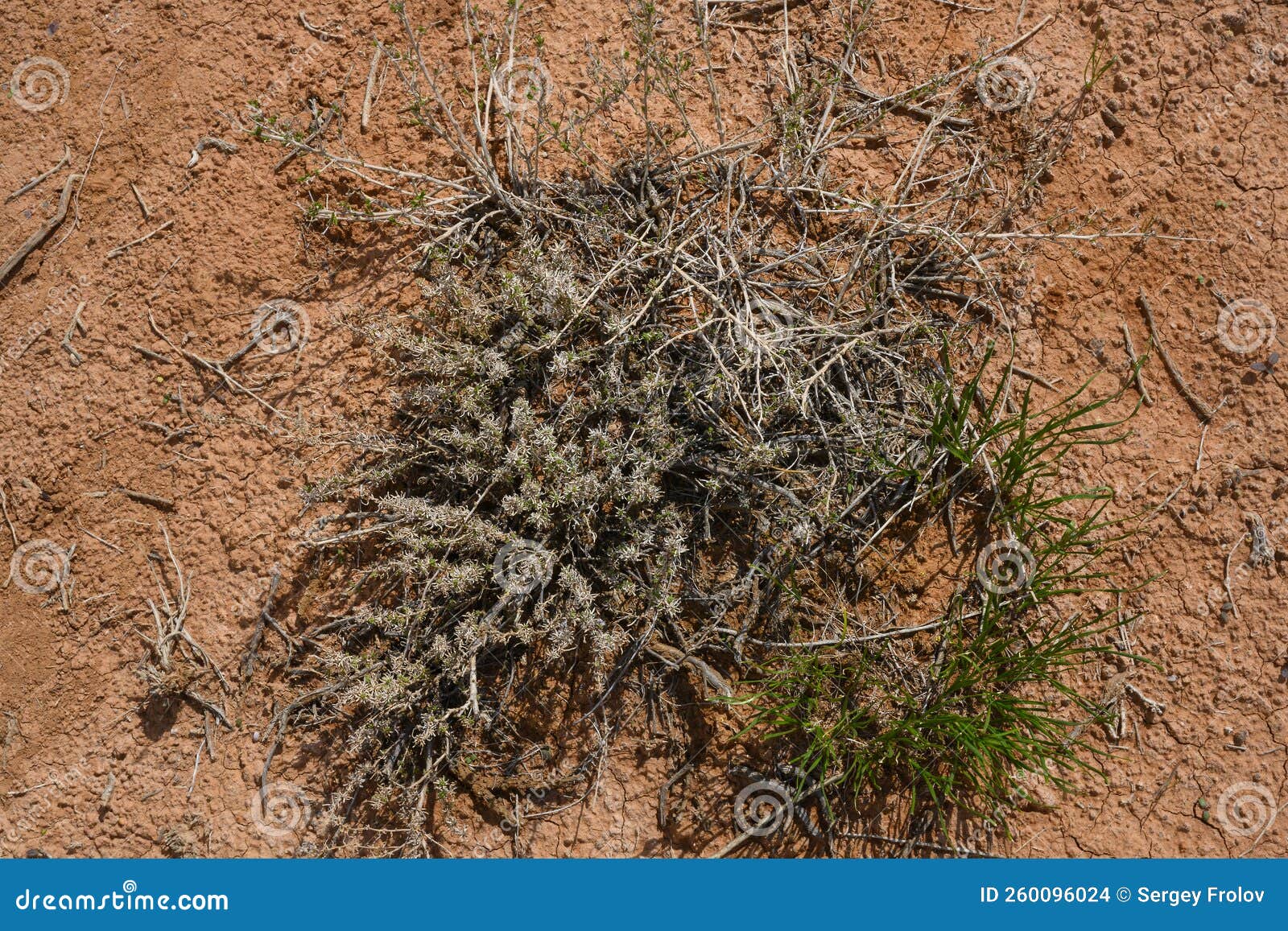 Grass and a Dried Bush on Dried Red Clay after a Landslide in the ...