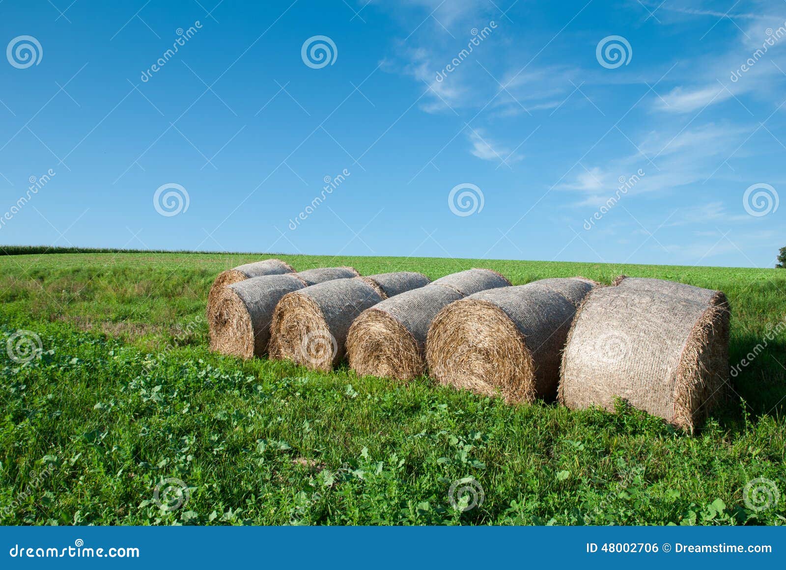 Grass stock photo. Image of landscape, plants, falling - 48002706