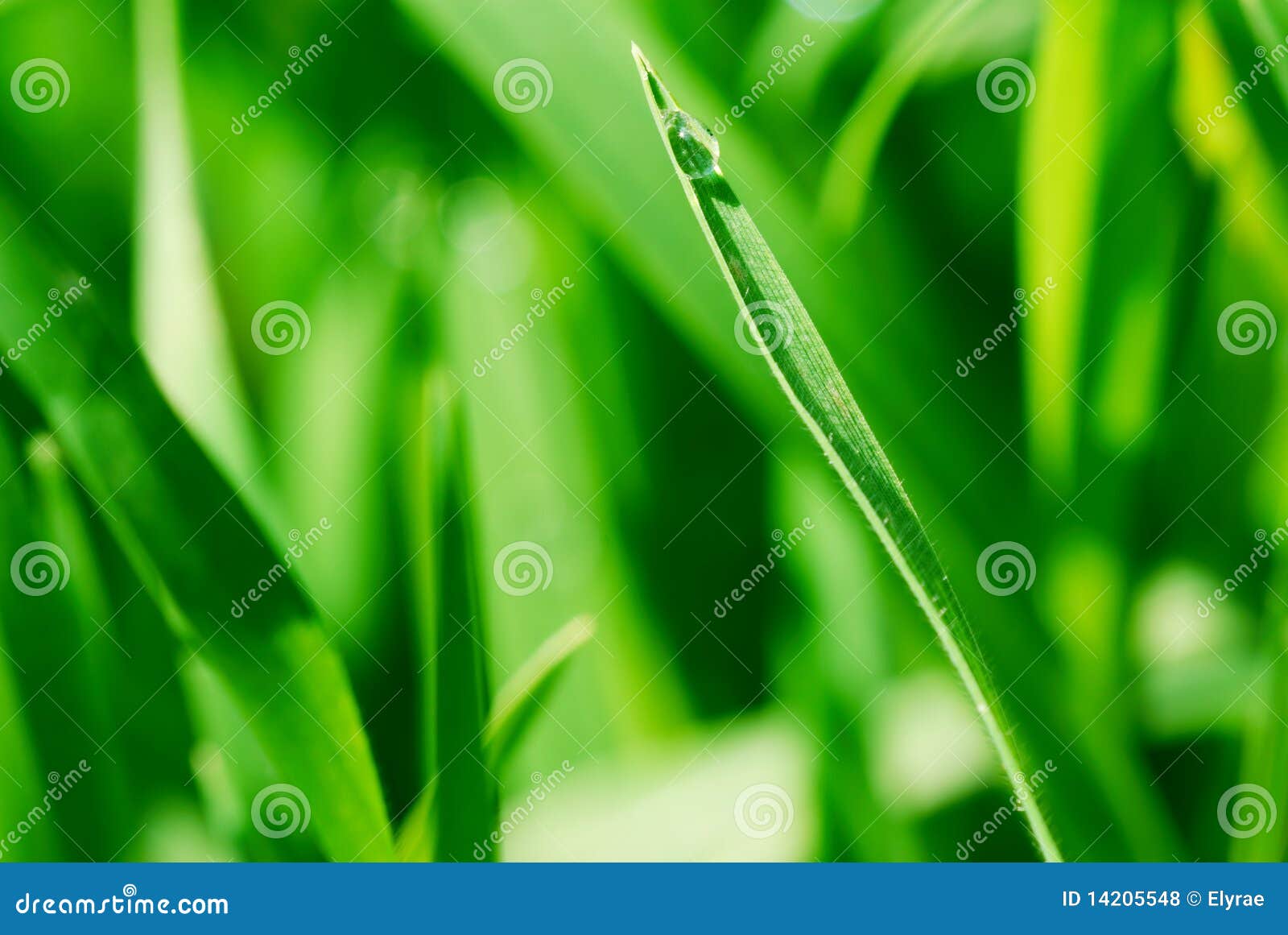 Grass and drop stock photo. Image of beauty, meadow, growth - 14205548