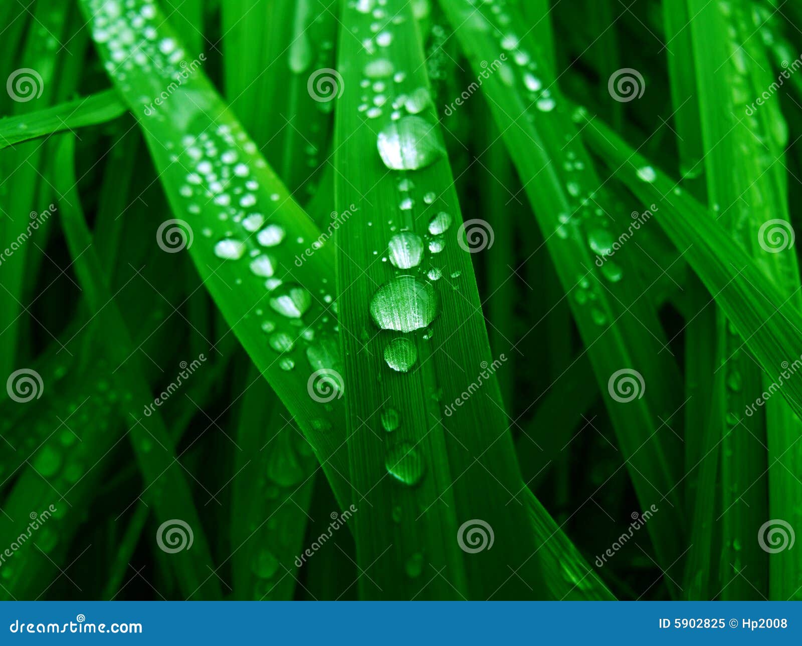 Grass & Drop stock image. Image of plant, garden, wallpaper - 5902825