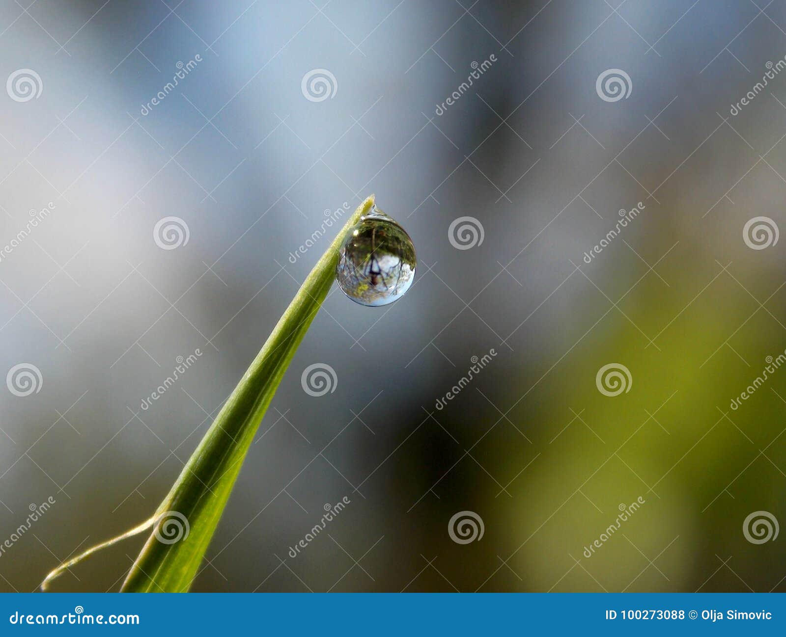 Grass and drop stock photo. Image of rain, drop, leaf - 100273088