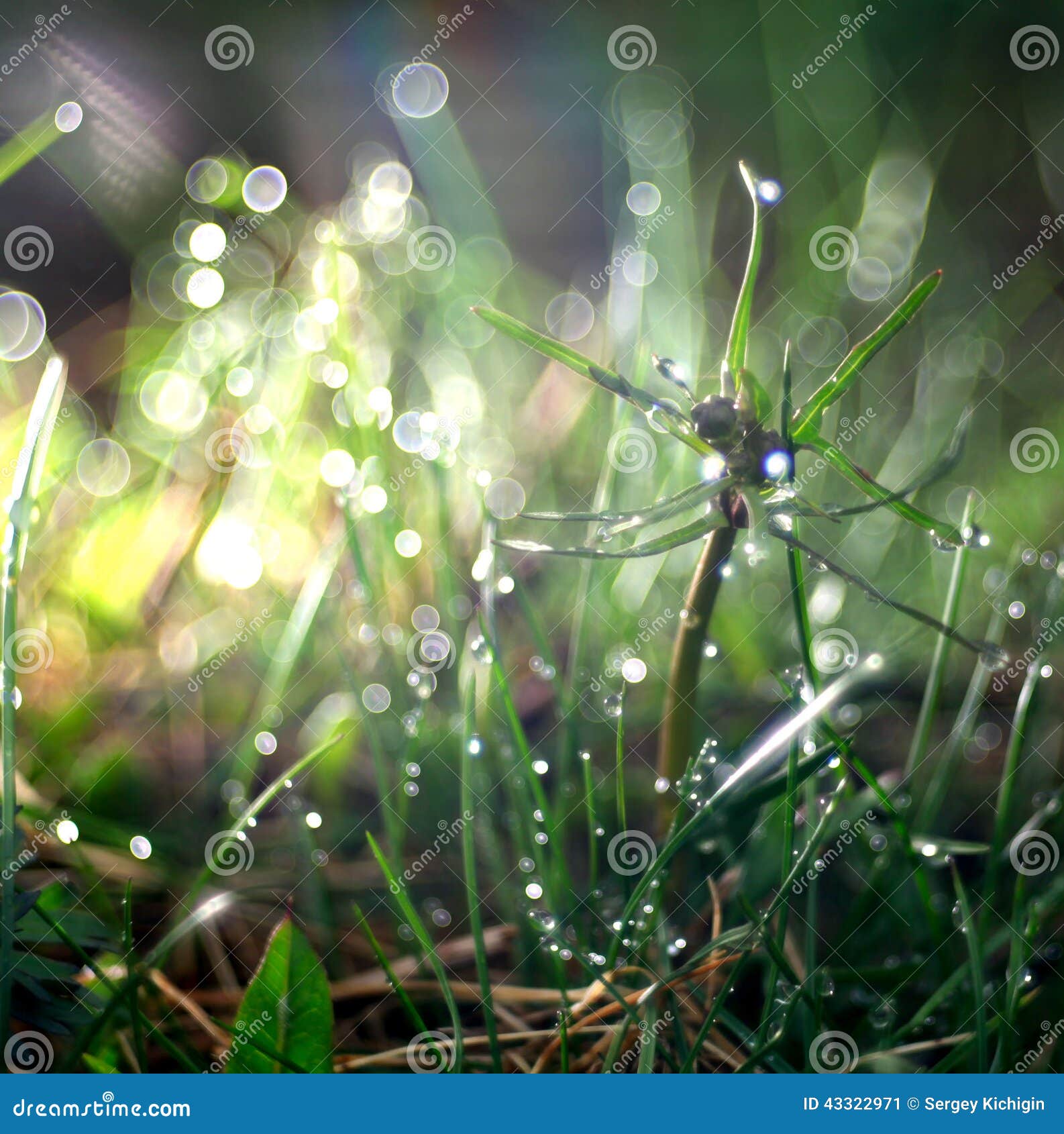 Grass, Drop, Freshness, Natural Background is Green Stock Image - Image ...