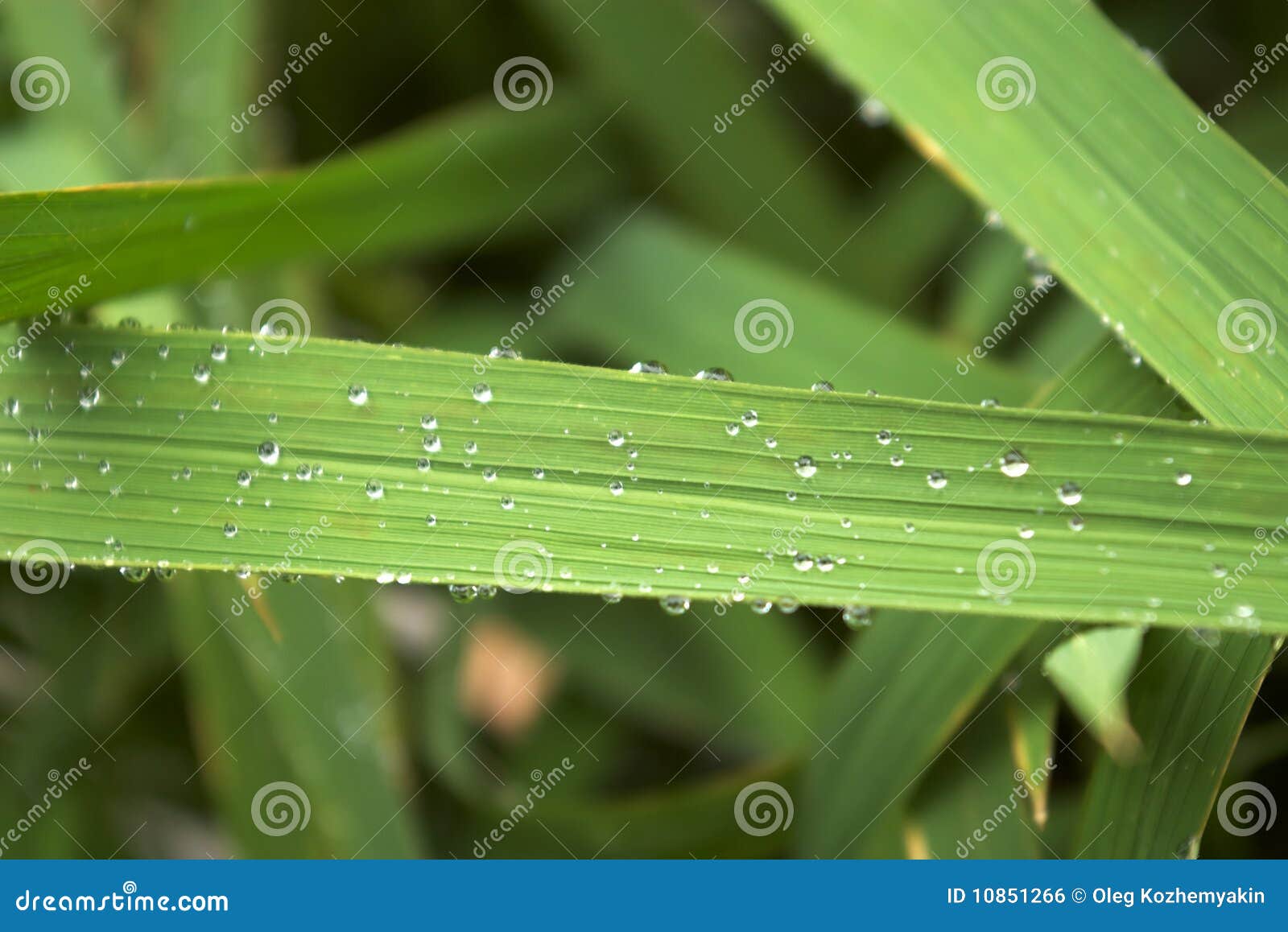 Grass and drops stock photo. Image of lawn, outdoors - 10851266