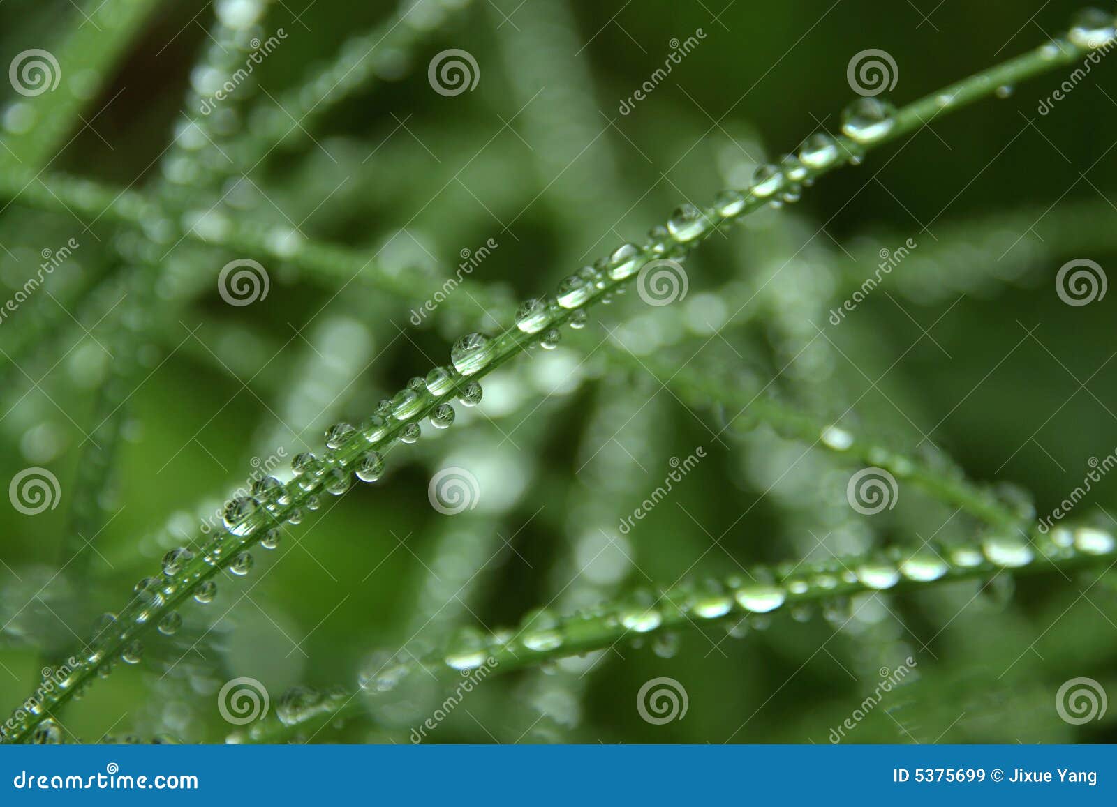 Grass with drops stock image. Image of cloudy, flora, vigor - 5375699