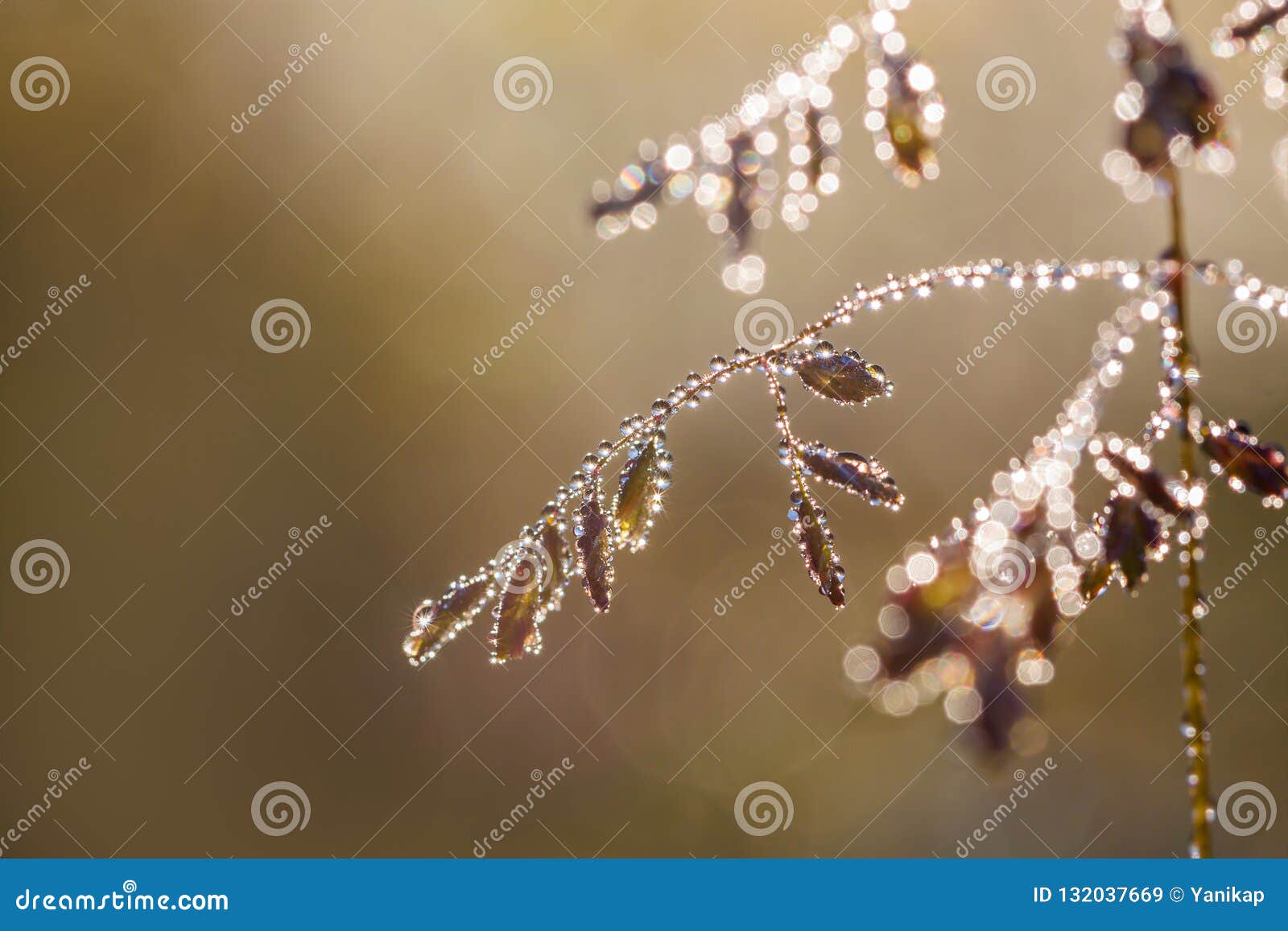 Grass with Drops of Dew Shining in the Sun Stock Image - Image of clean ...