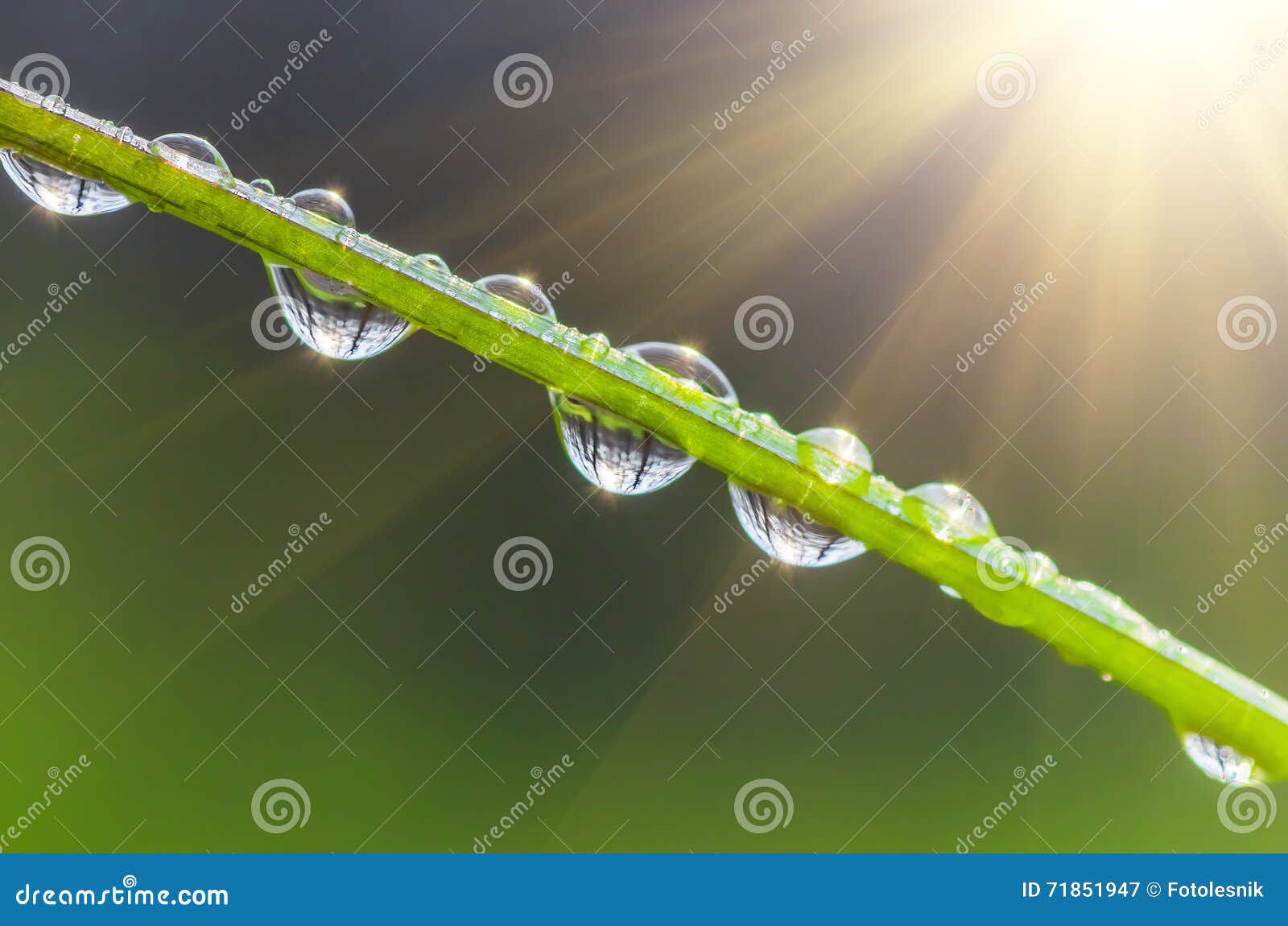 Grass with drops stock image. Image of transparent, green - 71851947