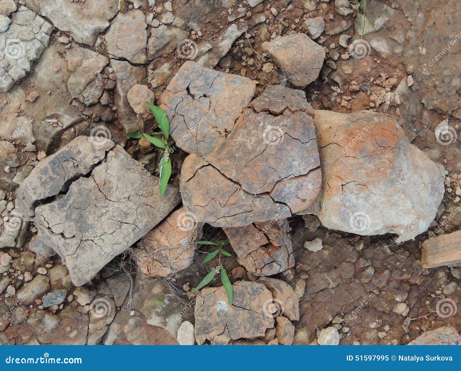 Grass on dry earth summer stock image. Image of heat - 51597995