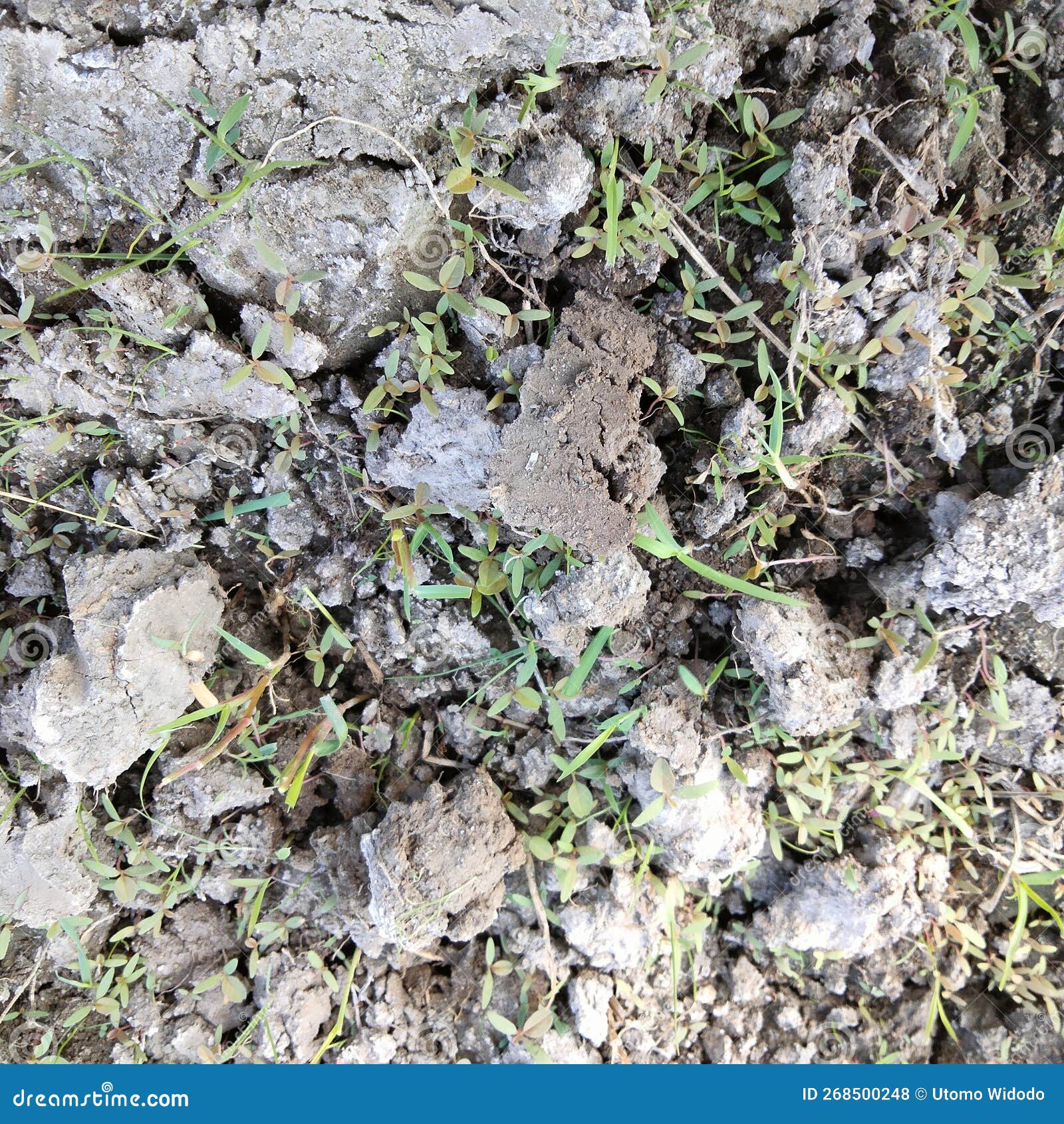Grass on Dry Land during a Drought Stock Photo - Image of land, grass ...