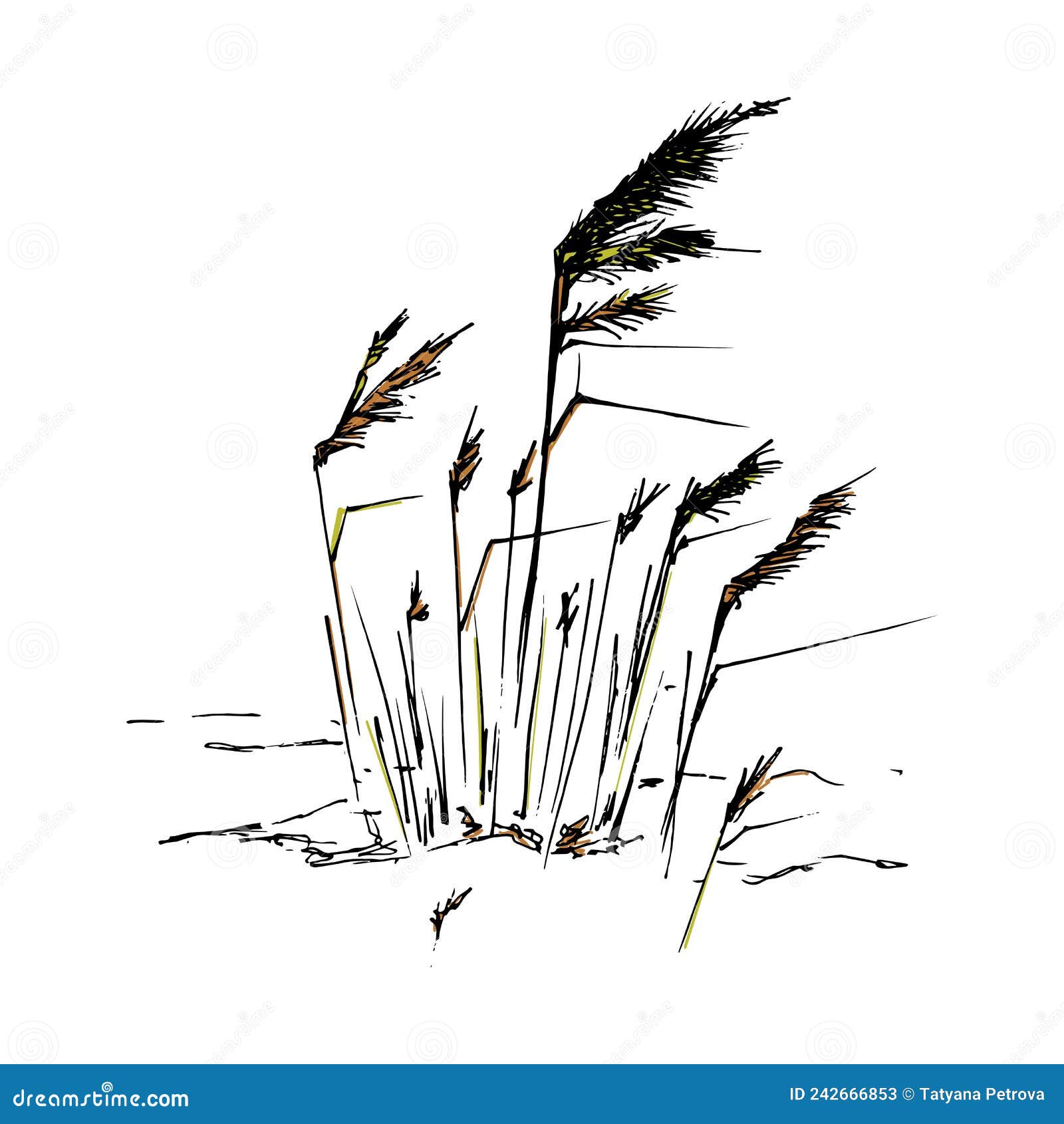 Grass and Dry Plants. Hand-drawn Sketch. Vector Illustration. Stock ...