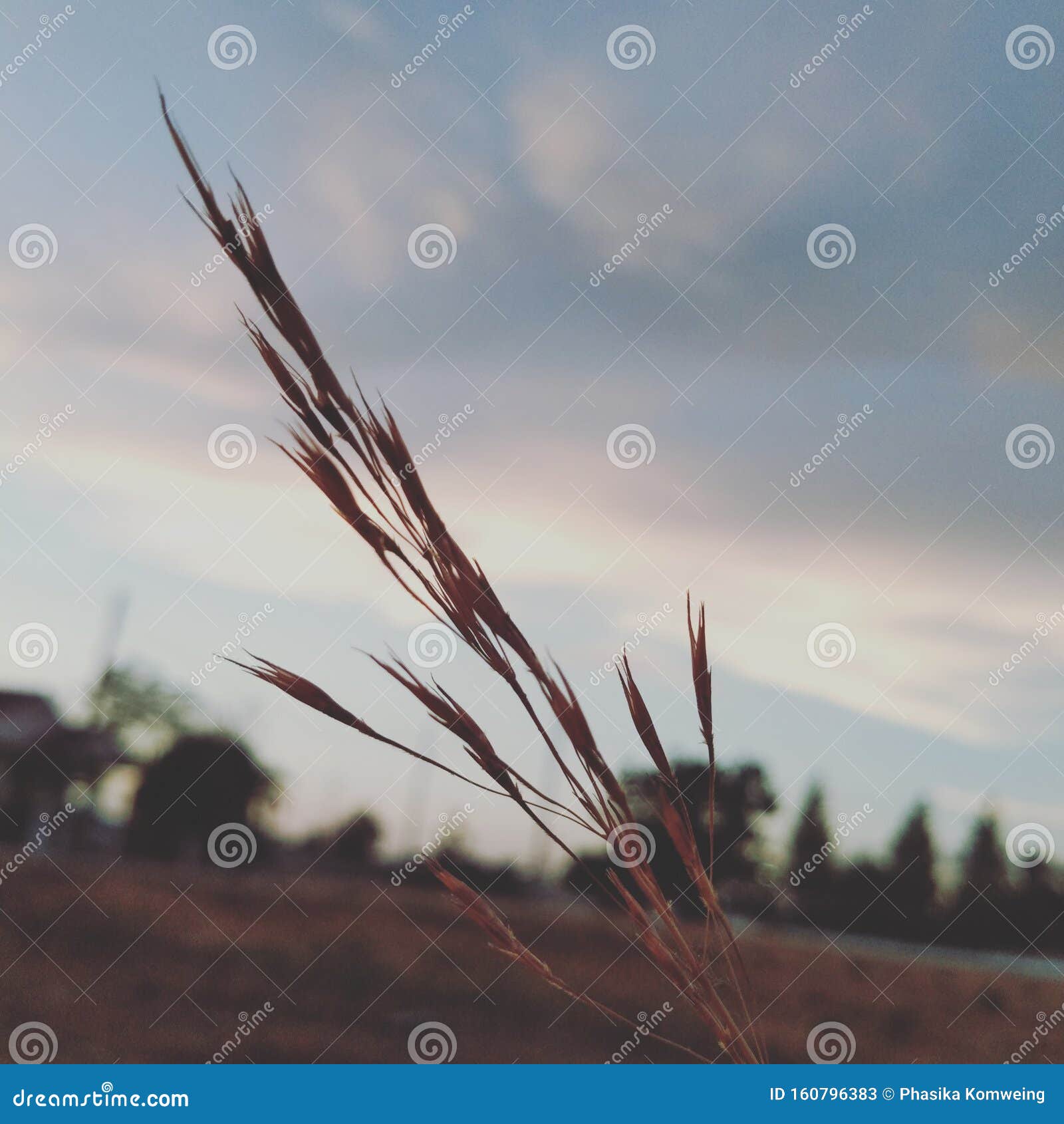 Sharpgrass Stock Photos - Free & Royalty-Free Stock Photos from Dreamstime