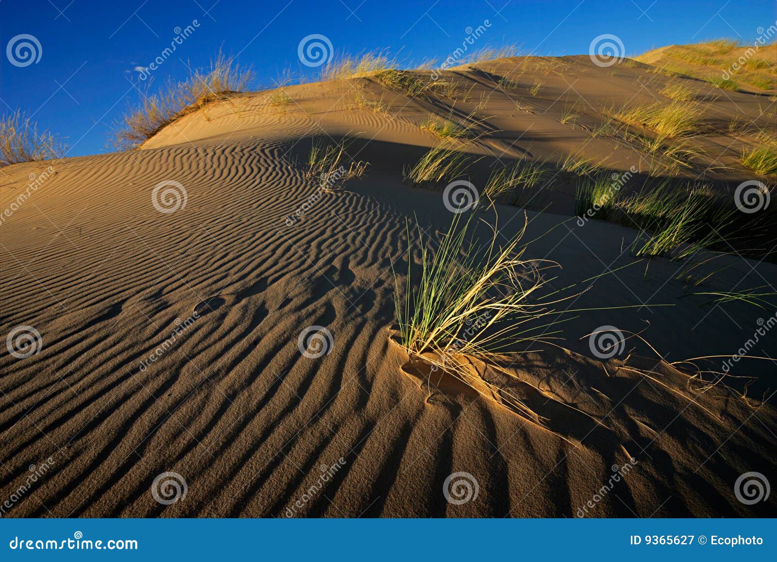 Grass and dune stock image. Image of ripple, sand, dune - 9365627