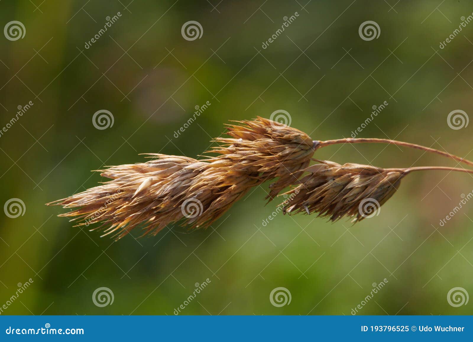 Grass ear in the sunshine stock image. Image of closeup - 193796525