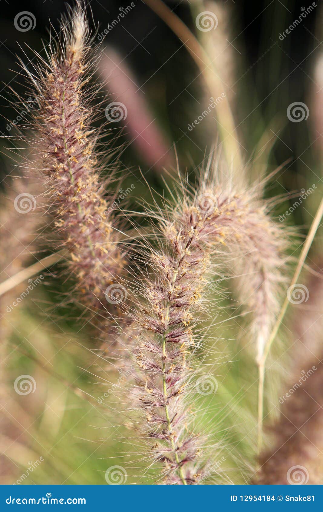 Grass ears stock photo. Image of green, bloom, color - 12954184