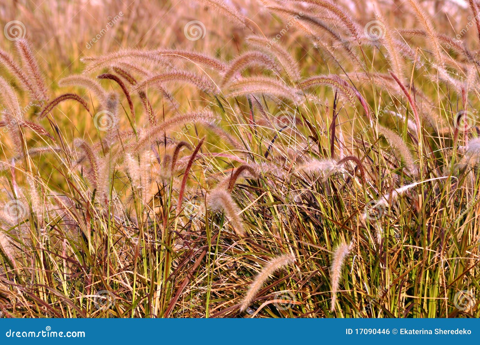Grass ears stock photo. Image of bright, gold, plants - 17090446