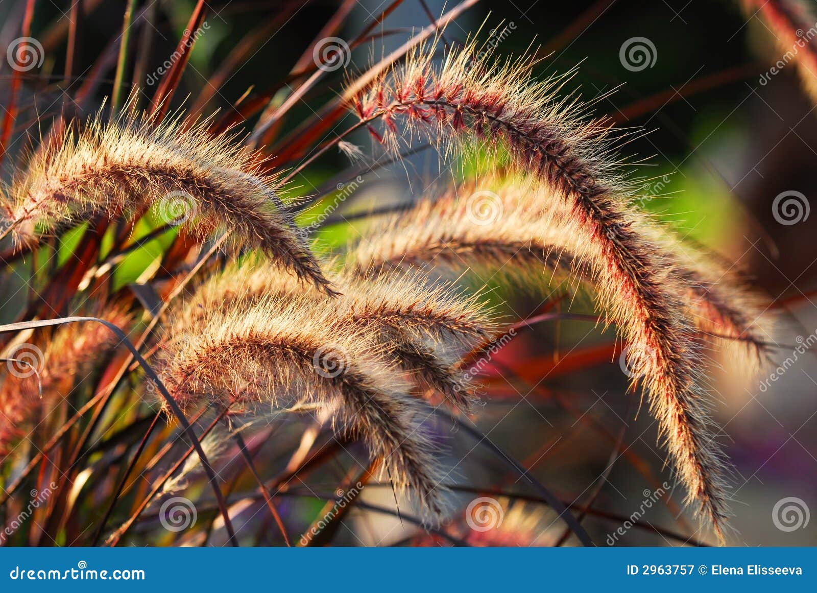 Grass ears stock image. Image of field, fuzzy, green, details - 2963757