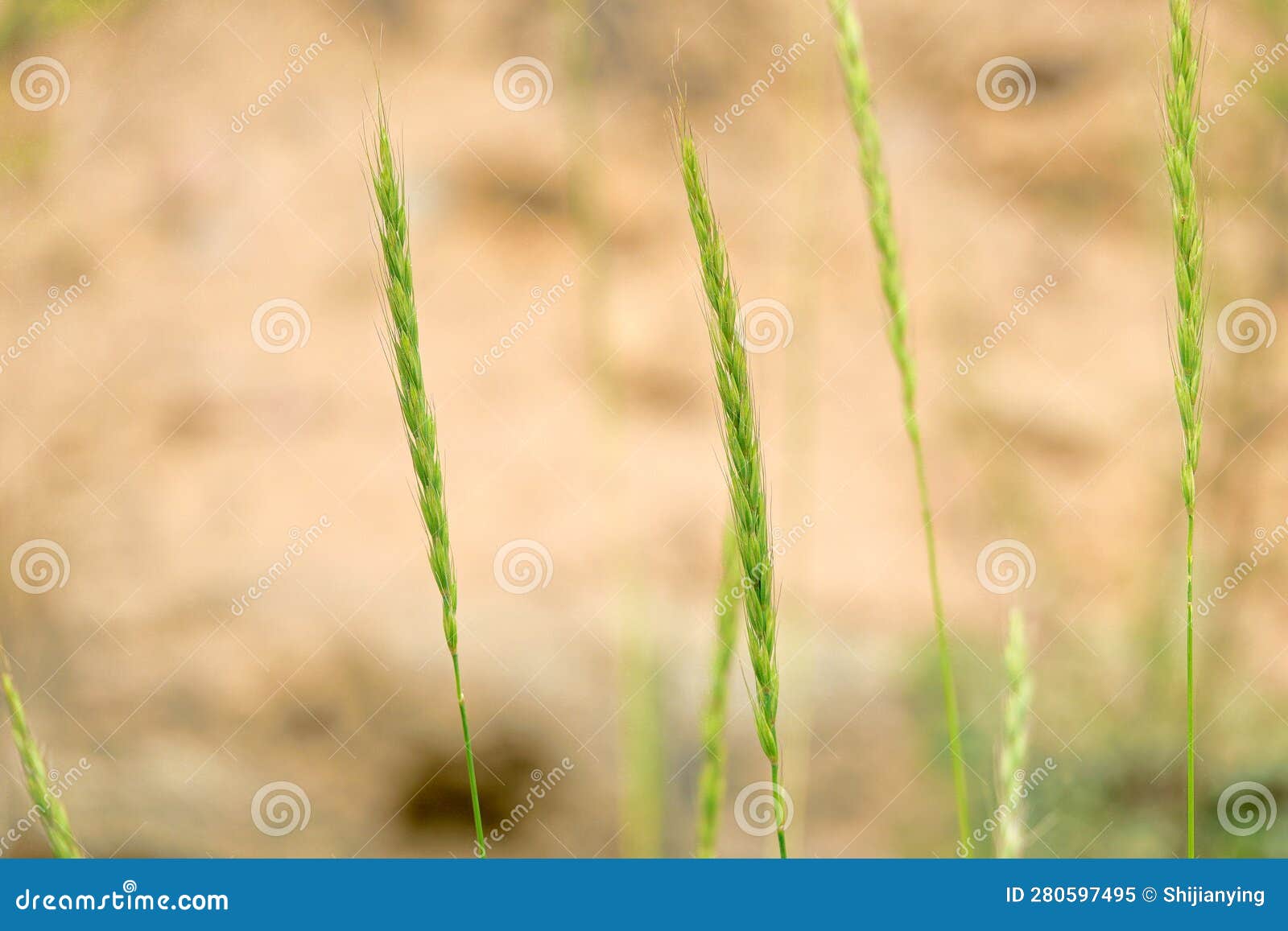 Grass ears stock image. Image of ears, nature, tassel - 280597495
