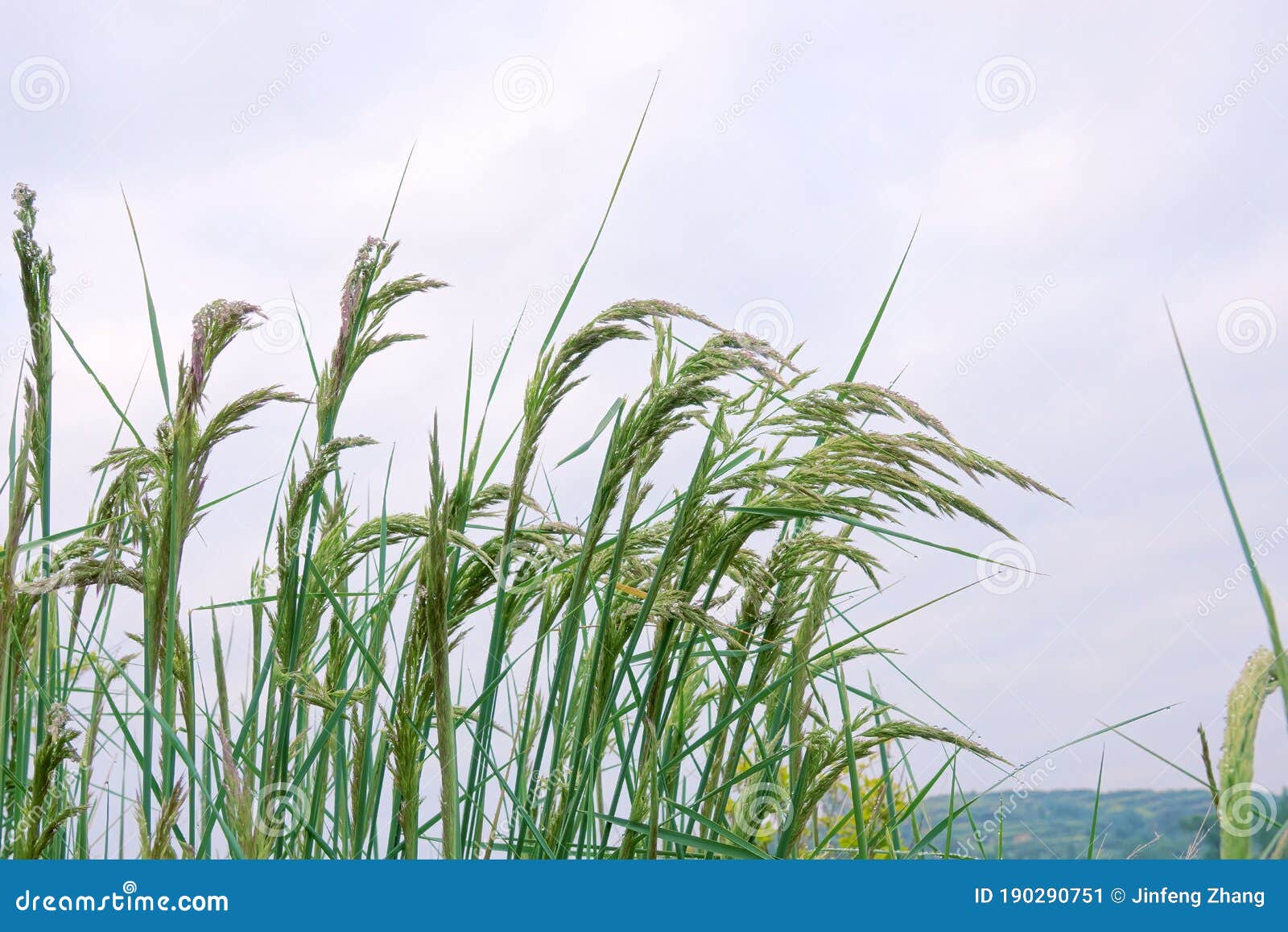 Grass ears stock image. Image of leaf, herbaceous, natural - 190290751