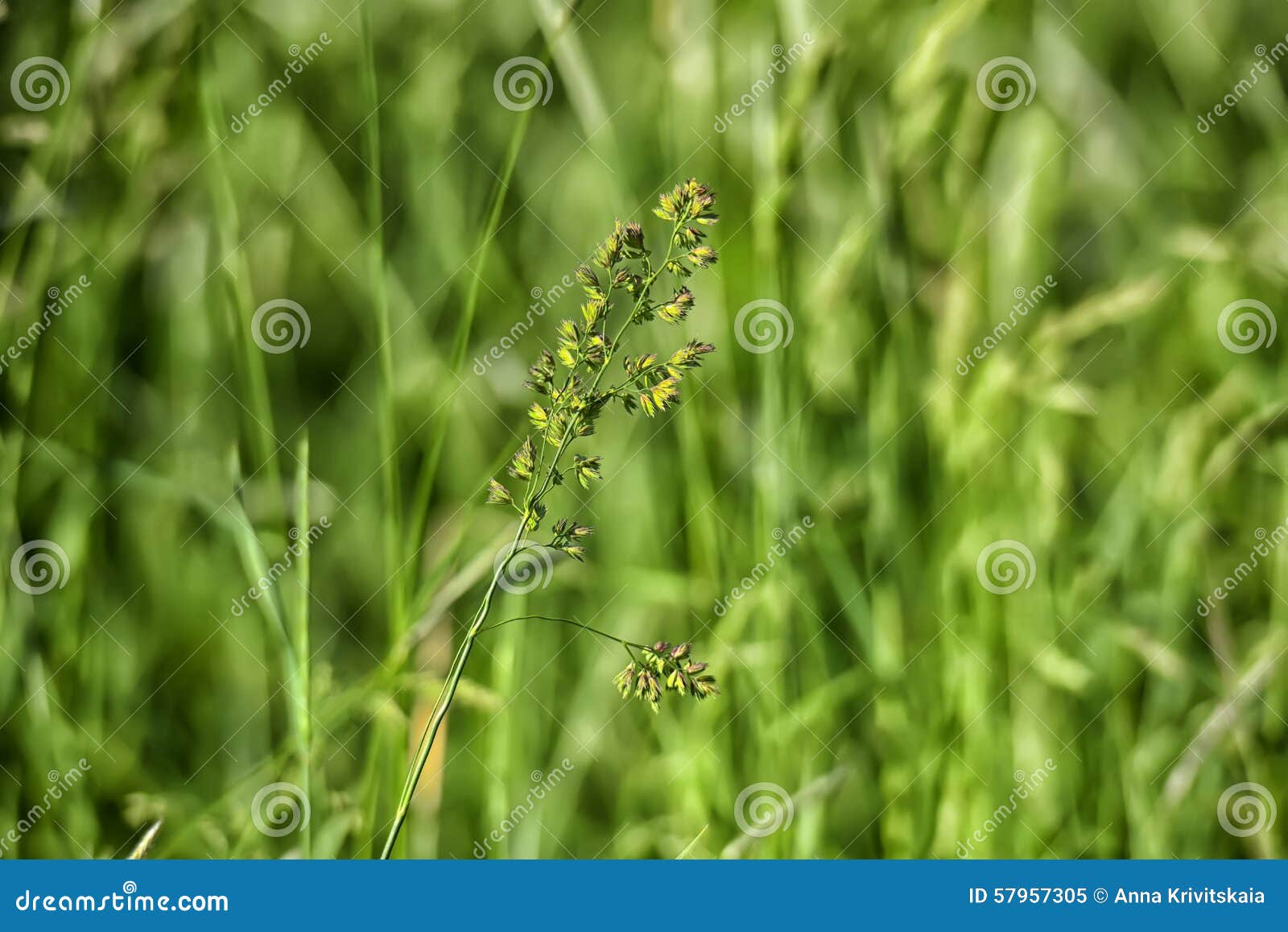 Grass and ears stock image. Image of color, bloom, gardening - 57957305