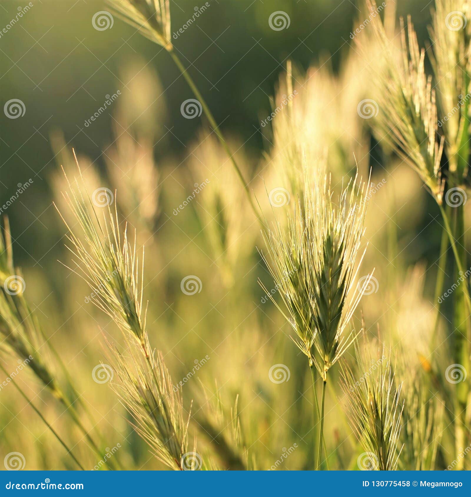 Grass with Ears Lit by the Sunset Sun Stock Photo - Image of closeup ...