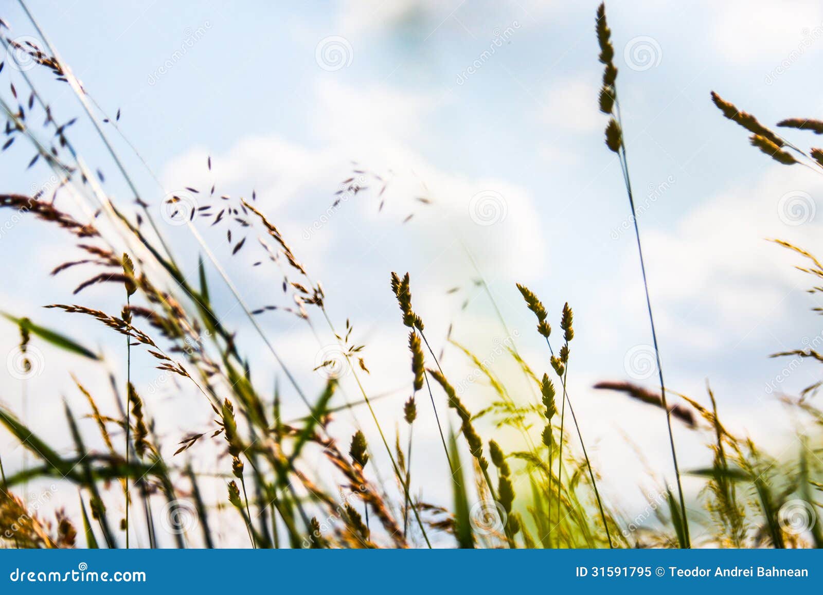 Grass ears stock image. Image of corn, countryside, detail - 31591795