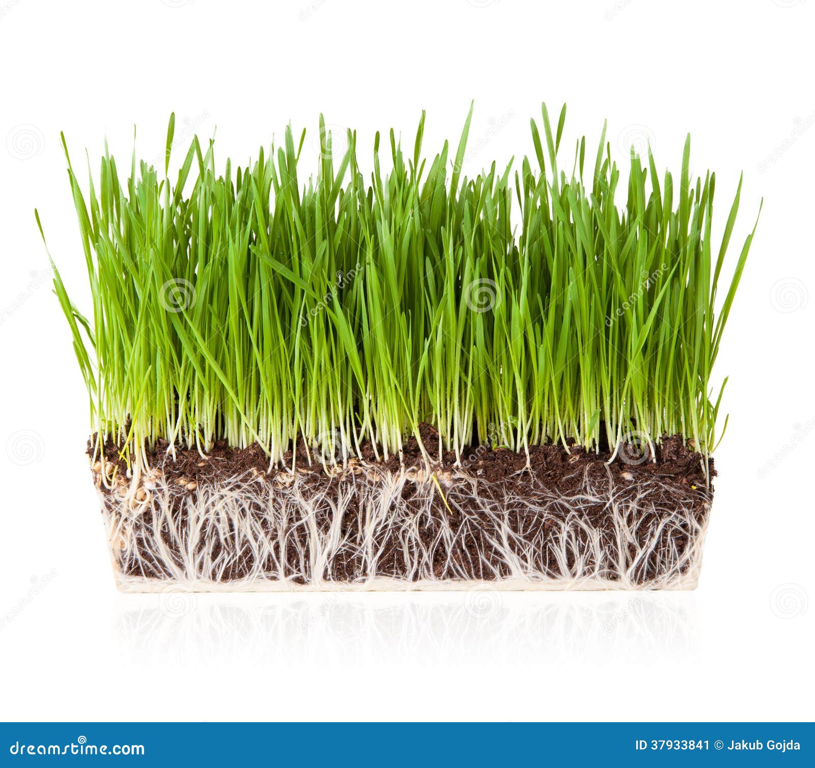 Grass with earth stock image. Image of outdoors, fringe - 37933841