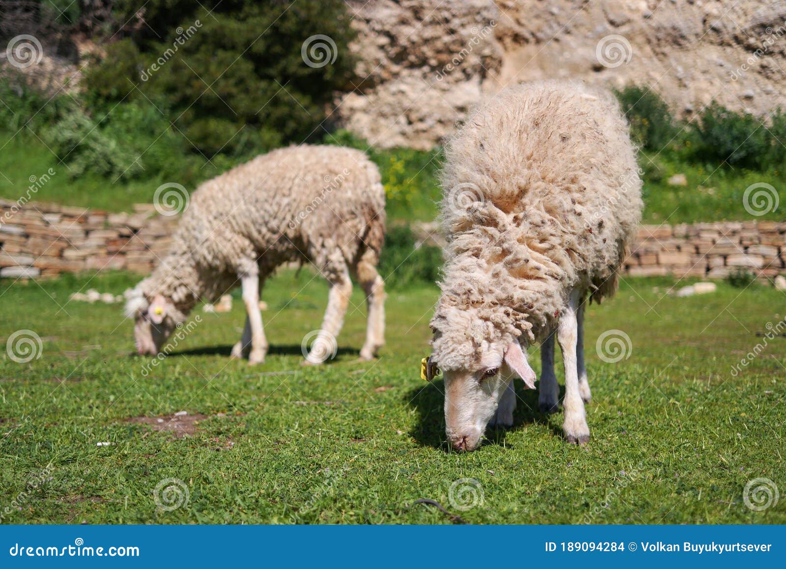 Grass Eating Sheep in Kemer, Antalya, Turkey. Stock Photo - Image of ...