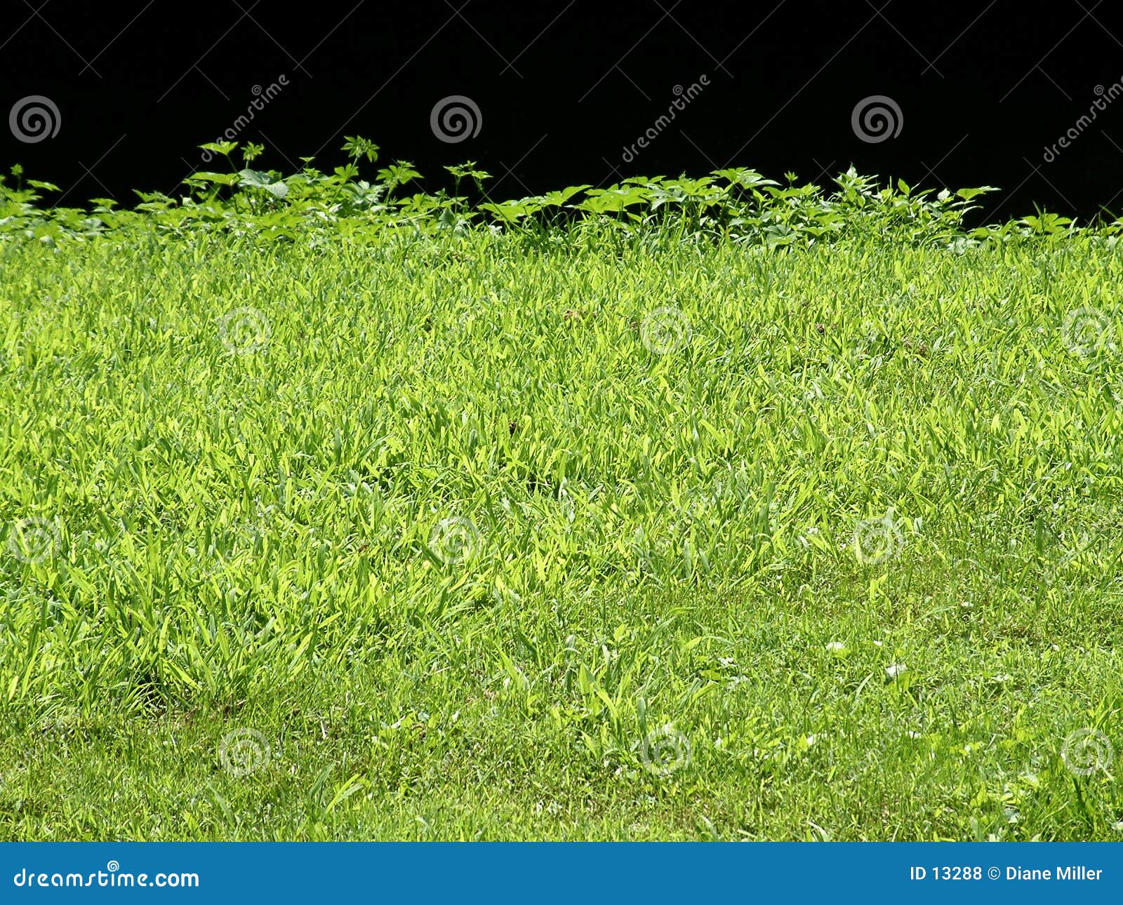 Grass On The Edge Of A Slope Royalty-Free Stock Photography ...
