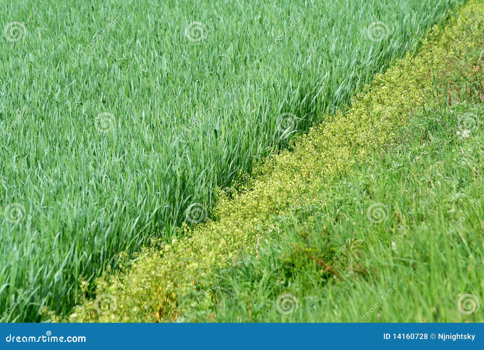 Grass edge stock photo. Image of meadow, plant, backdrop - 14160728