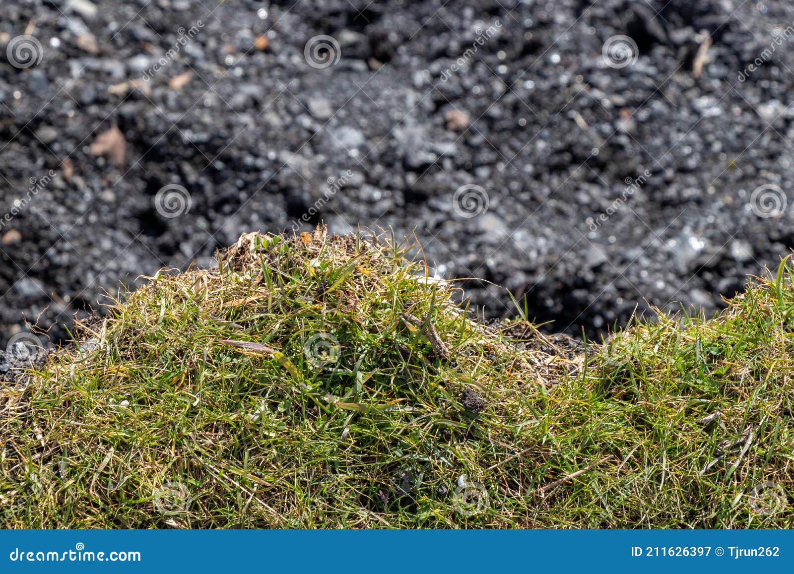 Grass at the Edge of a Cliff Stock Image - Image of nature, canada ...