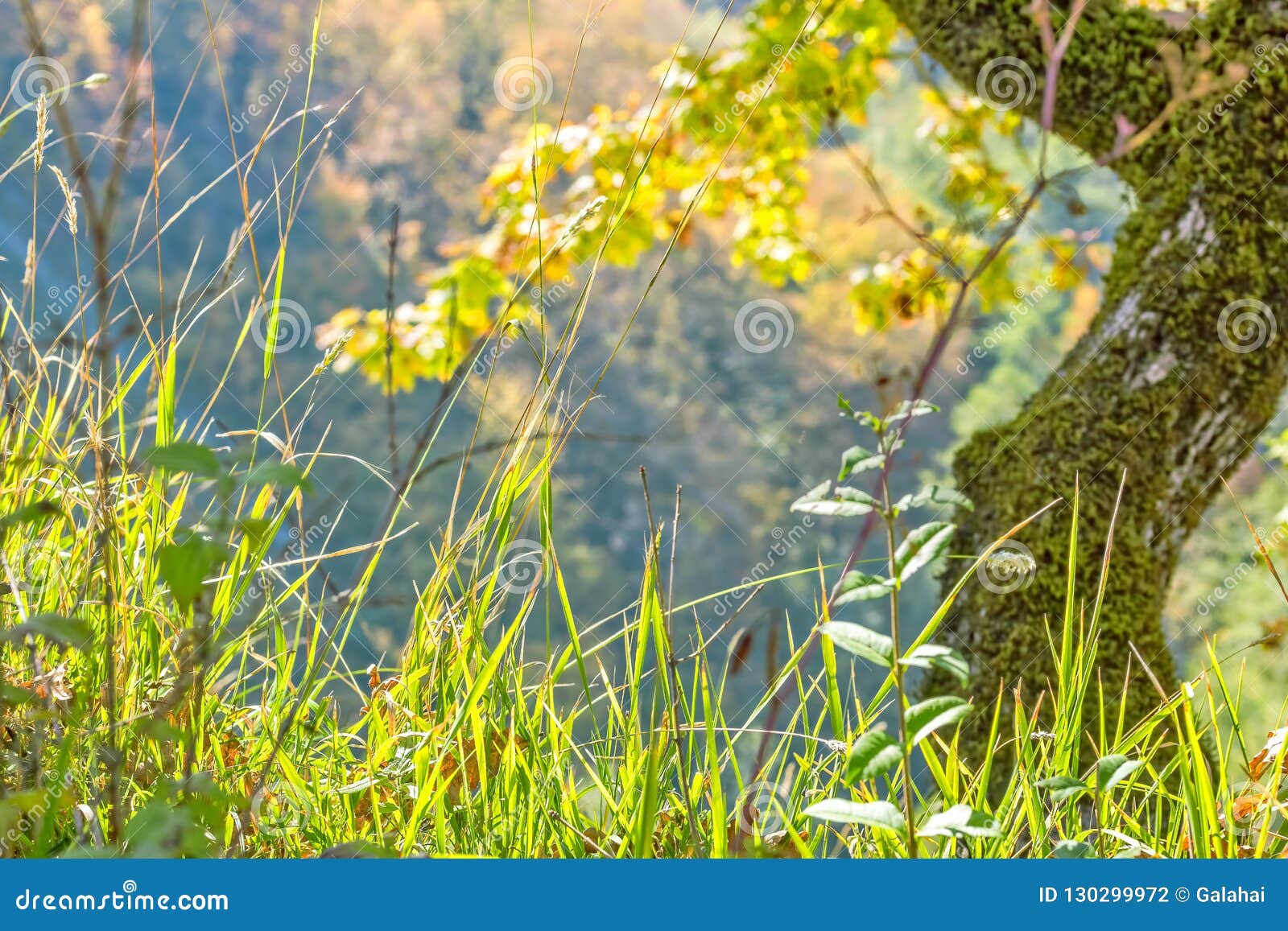 Grass on the Edge of a Cliff, Backlight Stock Photo - Image of fall ...