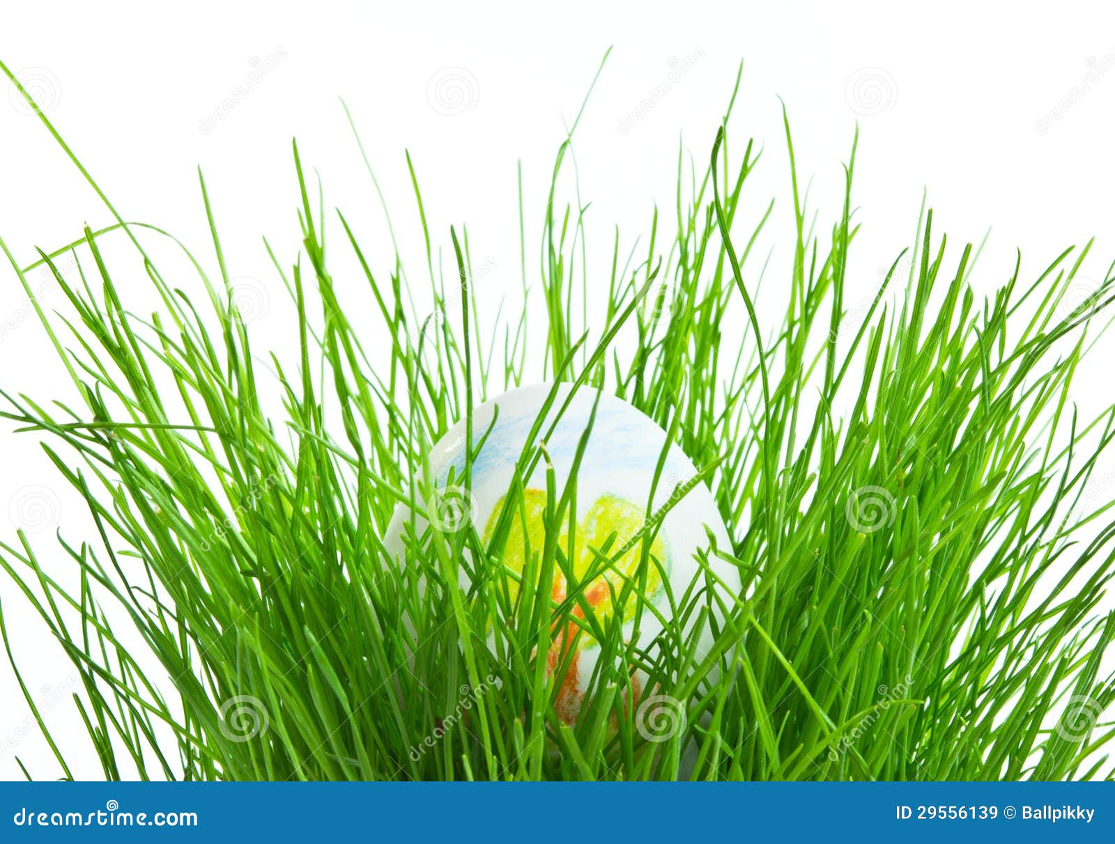 Grass & Egg stock image. Image of white, green, foliage - 29556139