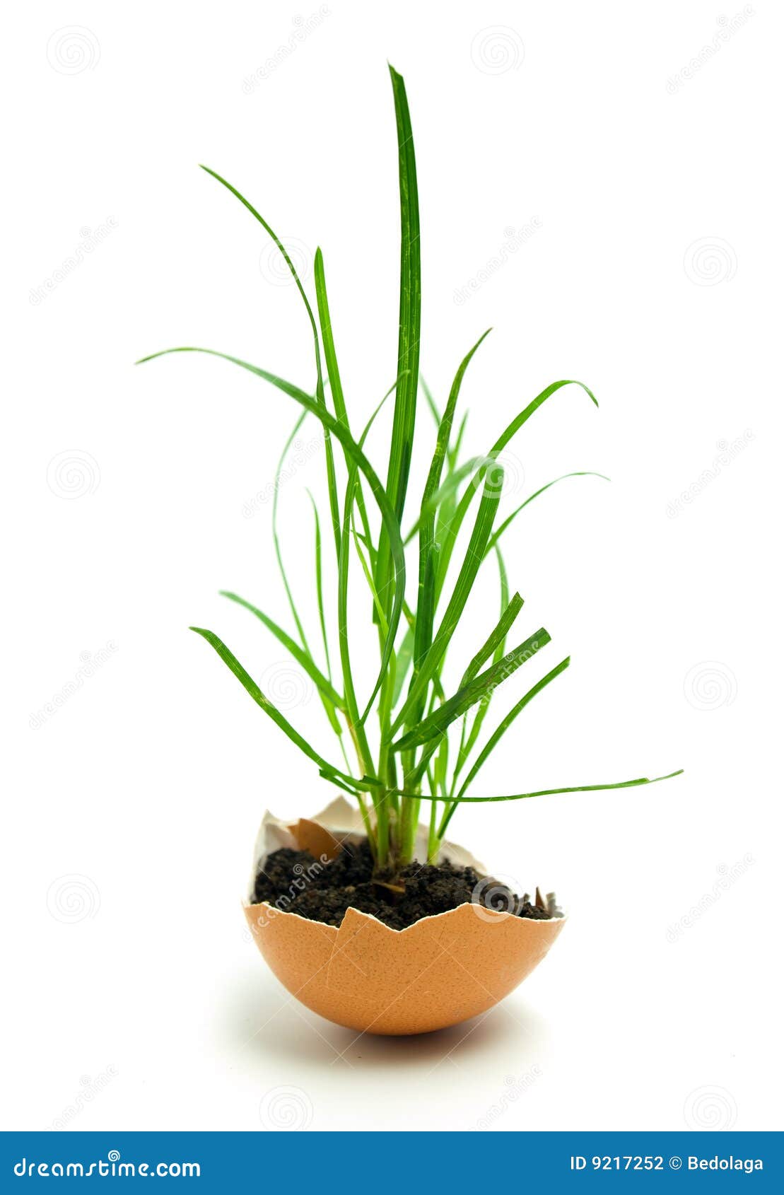 Grass in egg stock photo. Image of cultivation, earth - 9217252