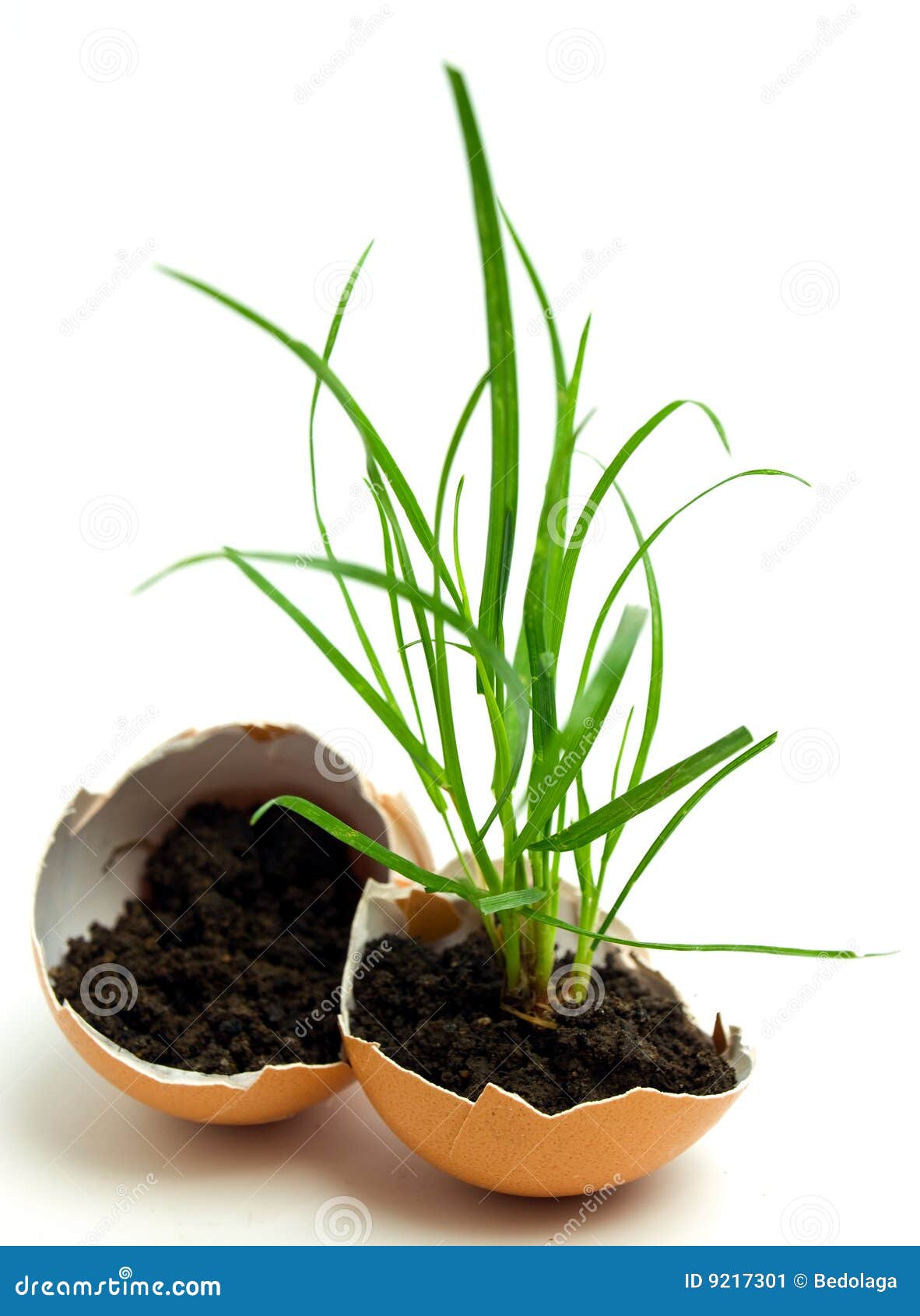 Grass in egg stock image. Image of land, garden, nature - 9217301