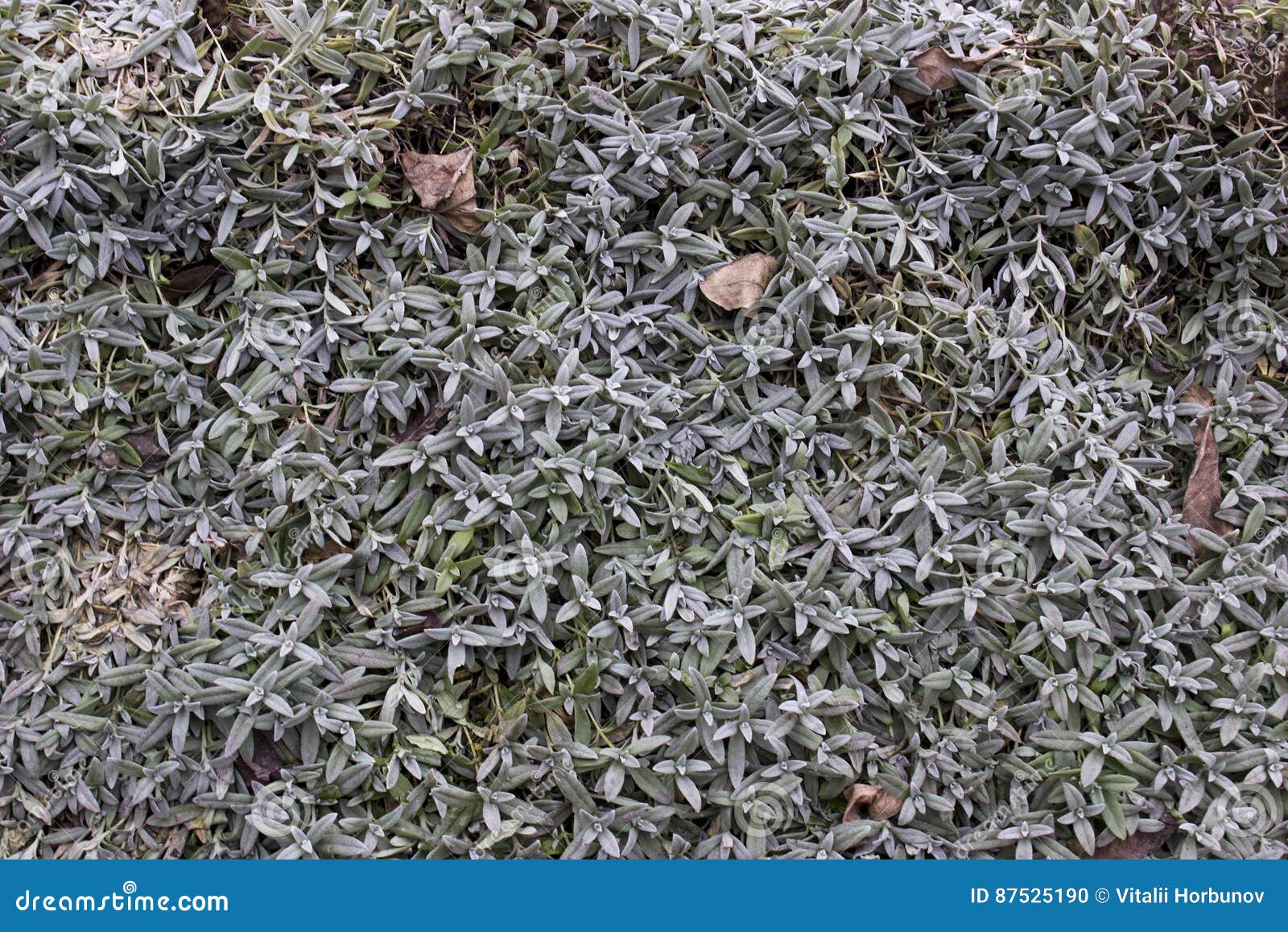 Grass with Faded Leaves Can Use for Background Stock Photo - Image of ...