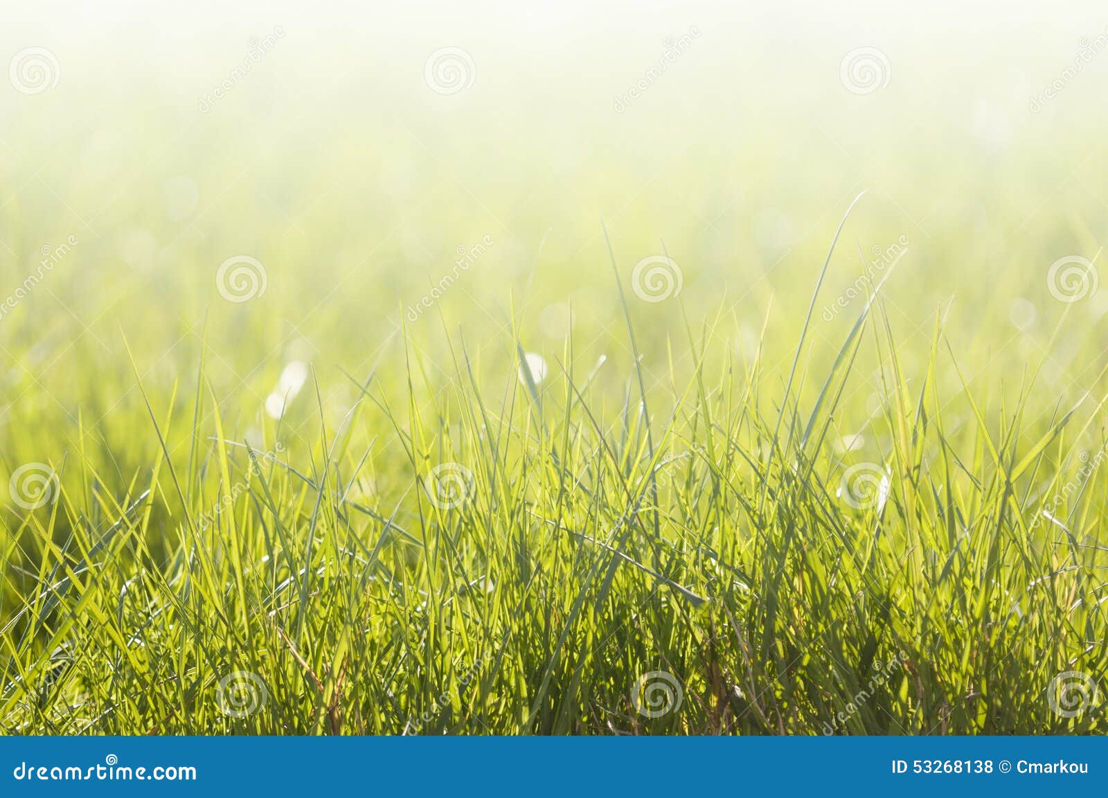 Grass background stock photo. Image of texture, backdrop - 53268138