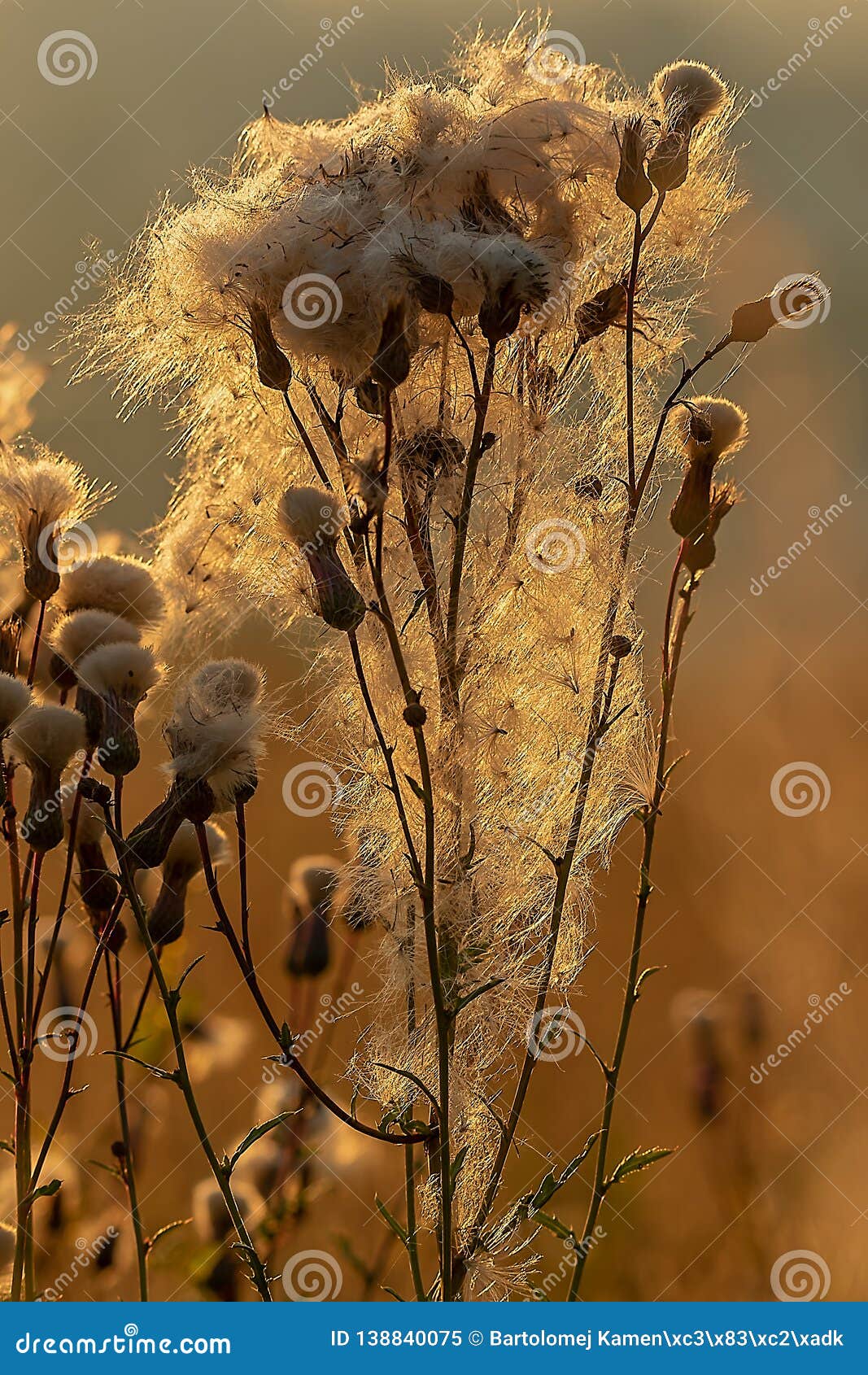 Grass during fall stock image. Image of flora, morning - 138840075