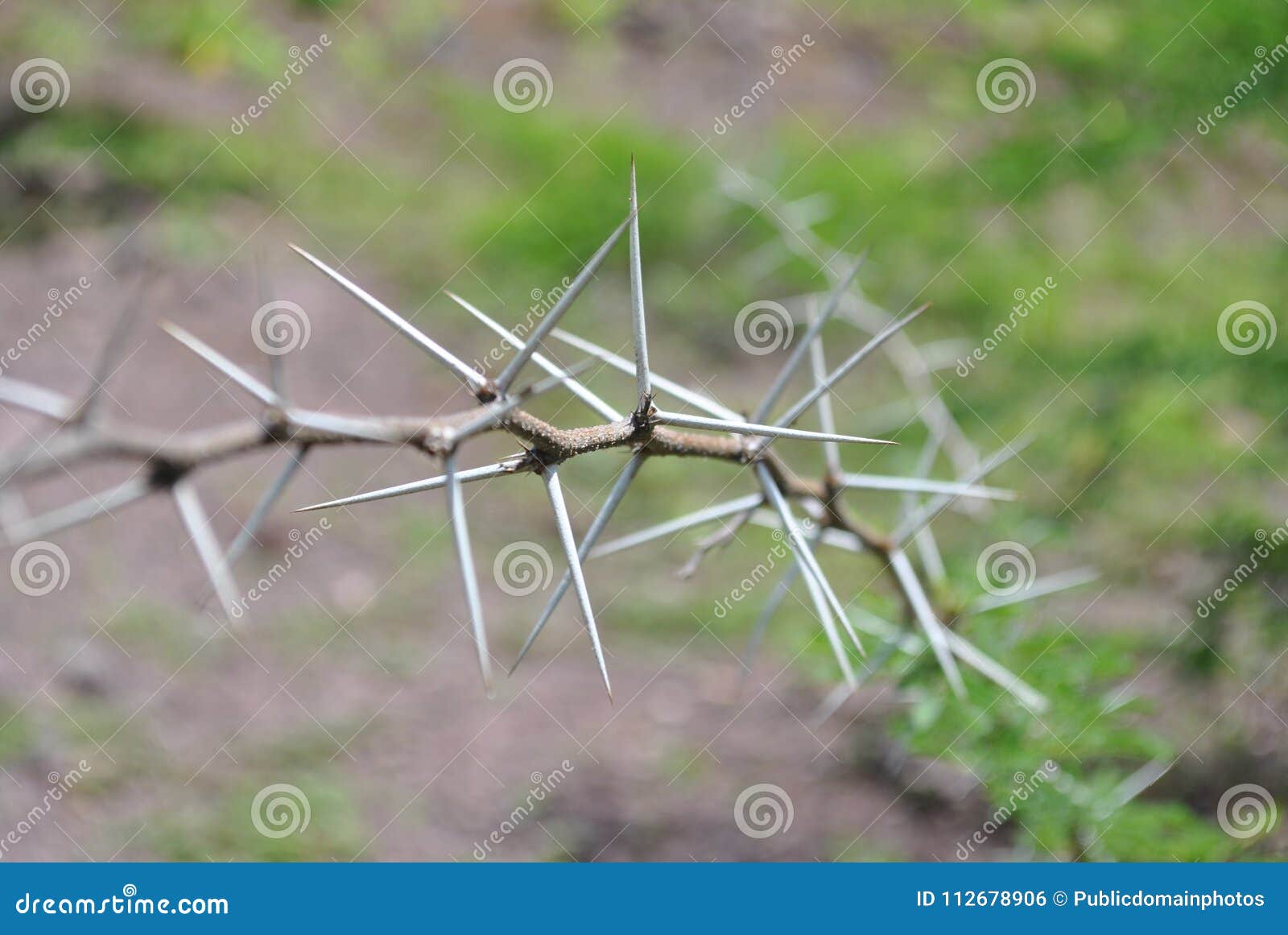 Grass, Grass Family, Thorns Spines And Prickles, Twig Picture. Image ...
