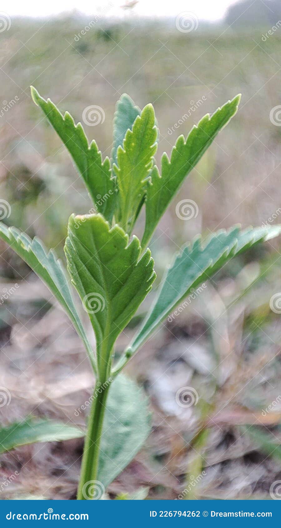 Grass on the farm stock photo. Image of green, farm - 226794262
