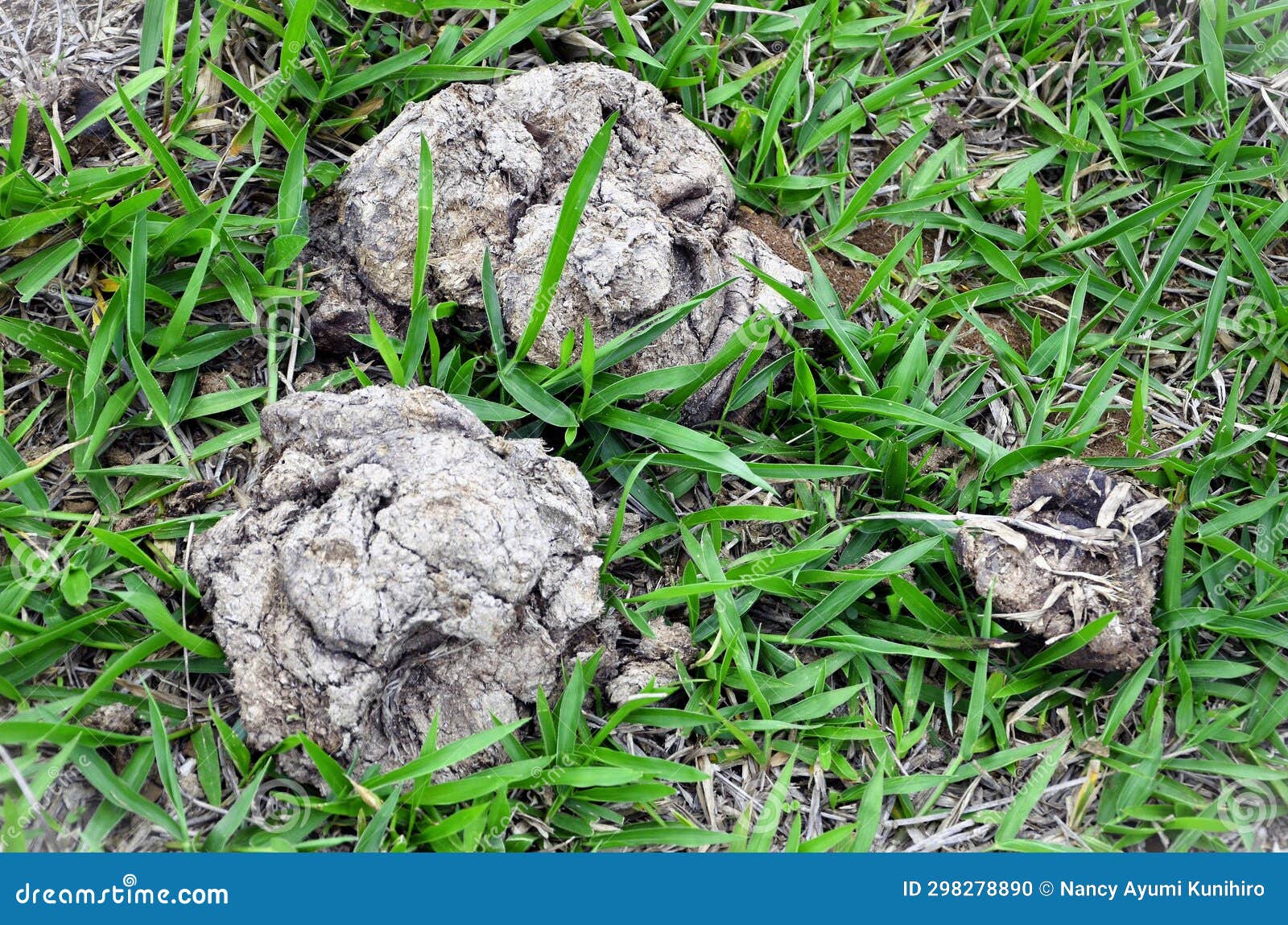 Dry Cattle Manure in the Middle of the Grass Stock Photo - Image of ...