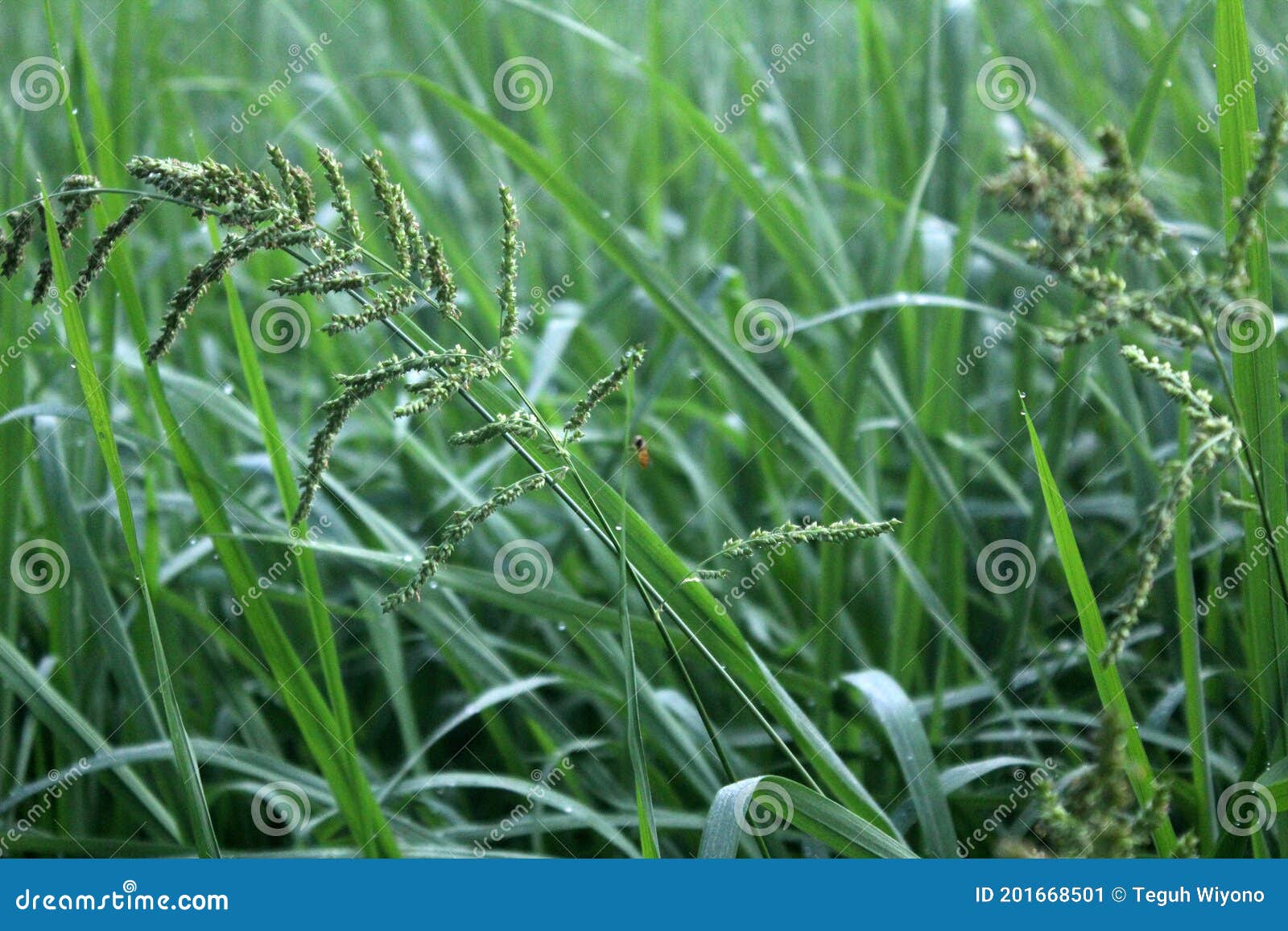 Grass in the farm stock image. Image of rice, leaf, rifarm - 201668501