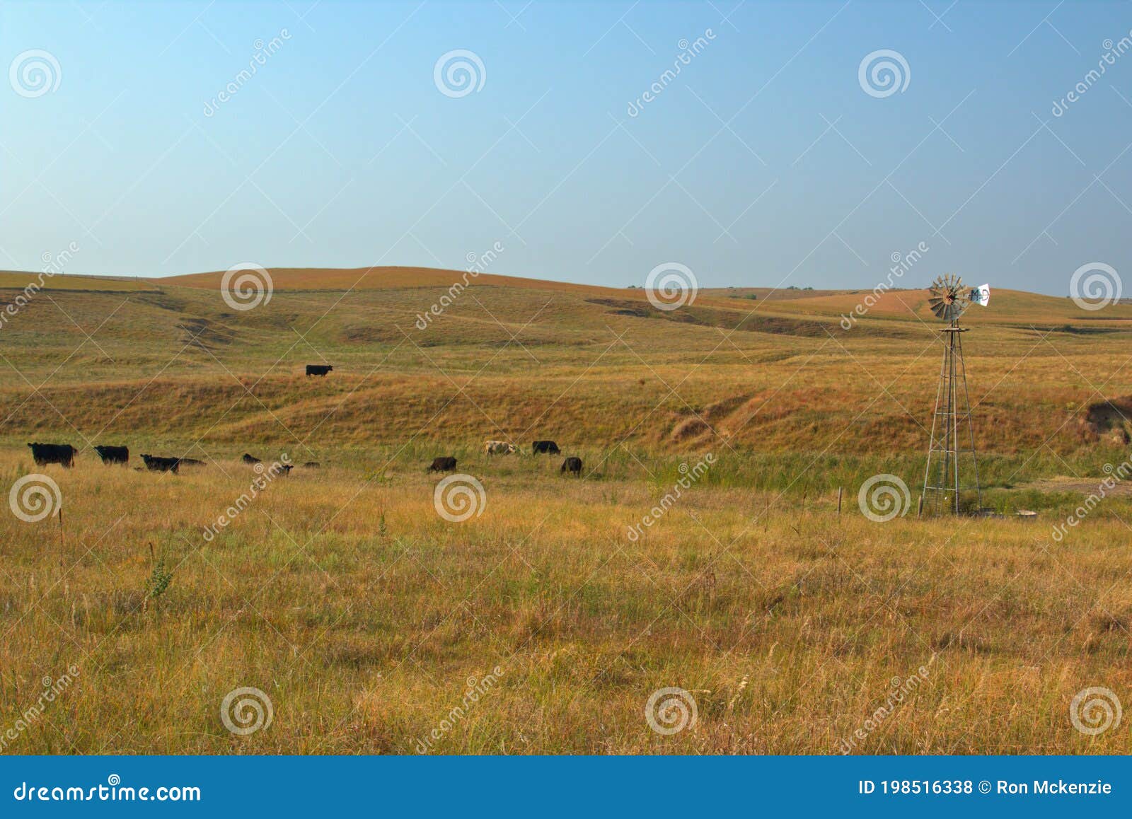 Grass Fed Cattle Grazing in the Tall Pasture Grass Stock Photo - Image ...