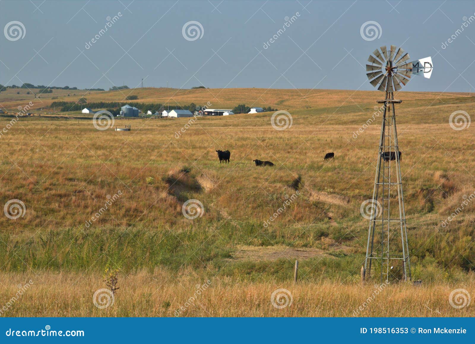 Grass Fed Cattle Grazing in the Tall Pasture Grass Stock Image - Image ...